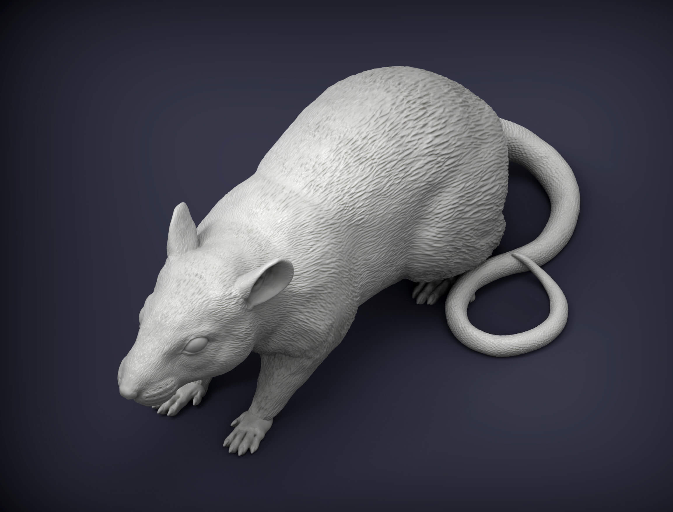 Rat 3D Print Model by Alexander3dart