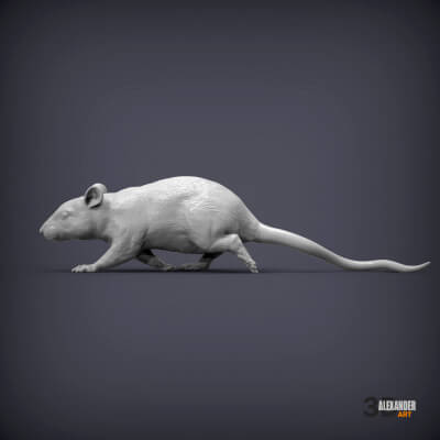 Rat Is Running - 3D Model by Alexander3dart