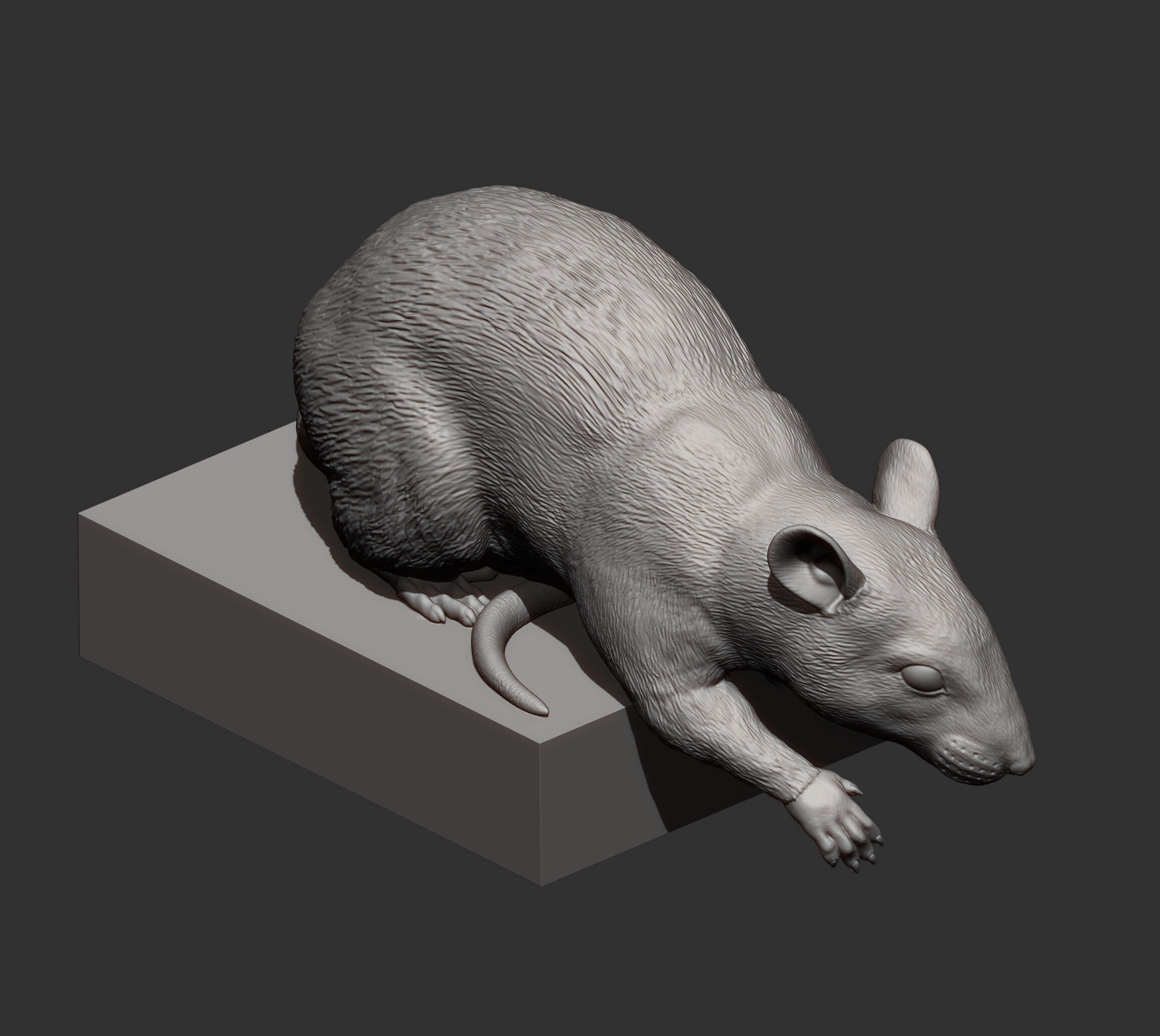 Rat Looking Down 3D Print Model by Alexander3dart
