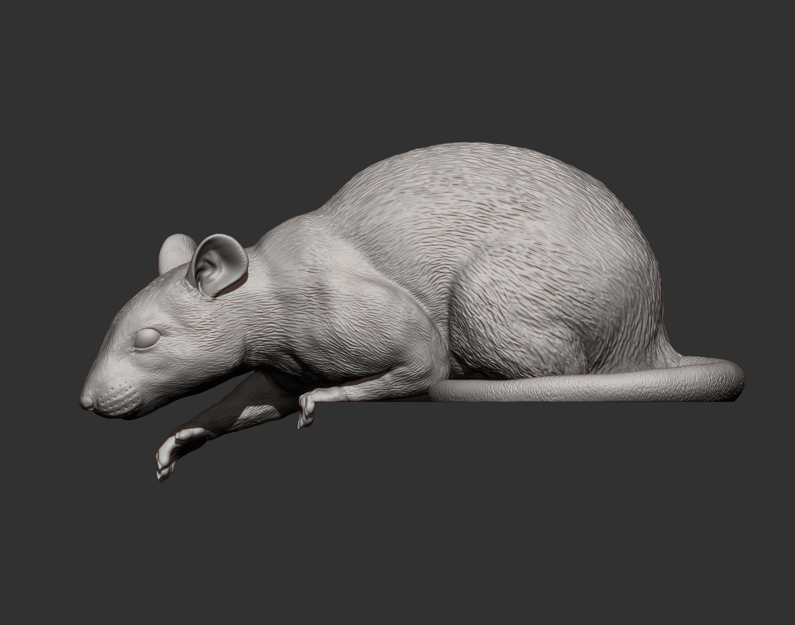 Rat Looking Down 3D Print Model by Alexander3dart