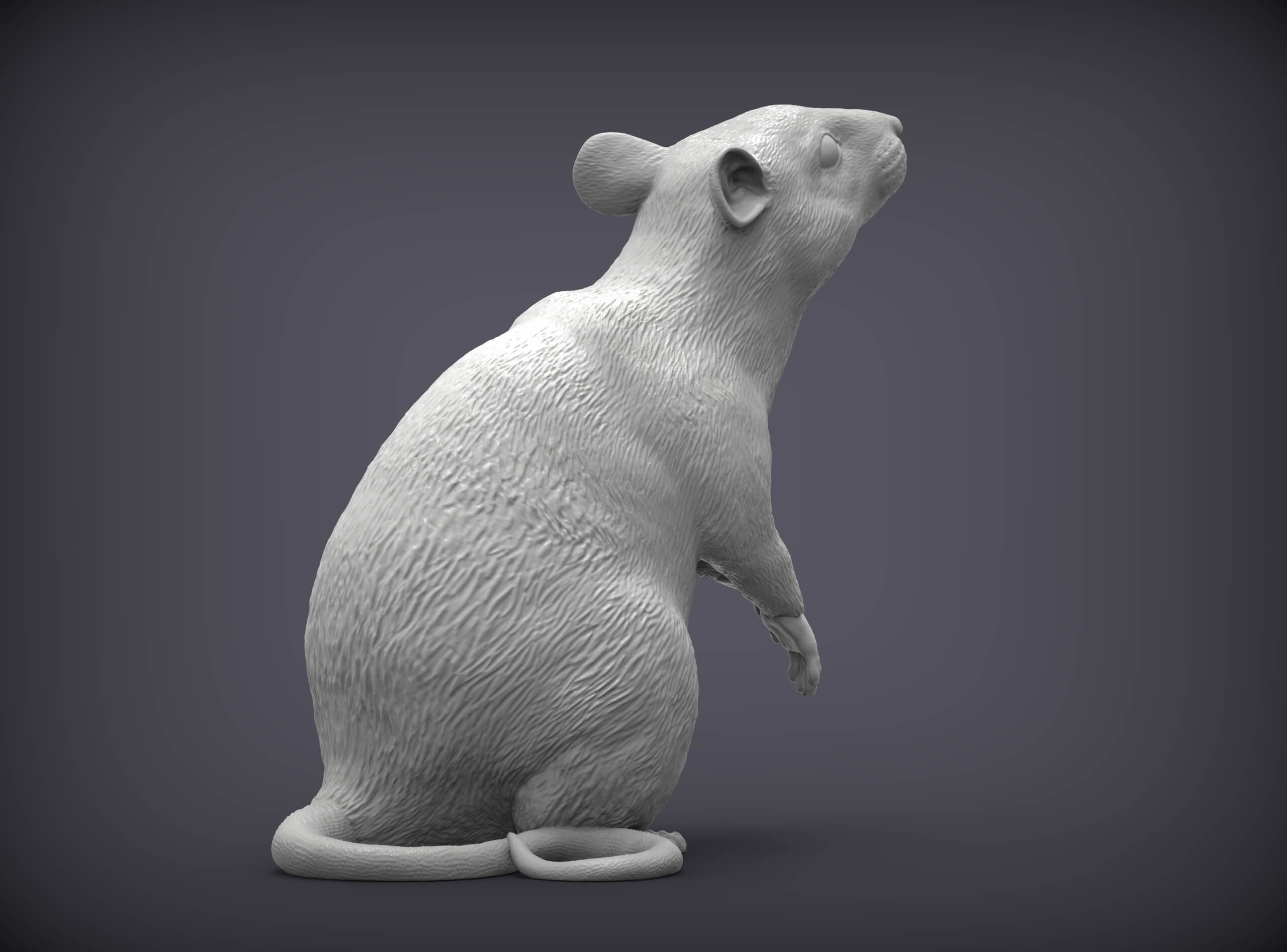 Rat on Hind Legs 3D Print Model by Alexander3dart