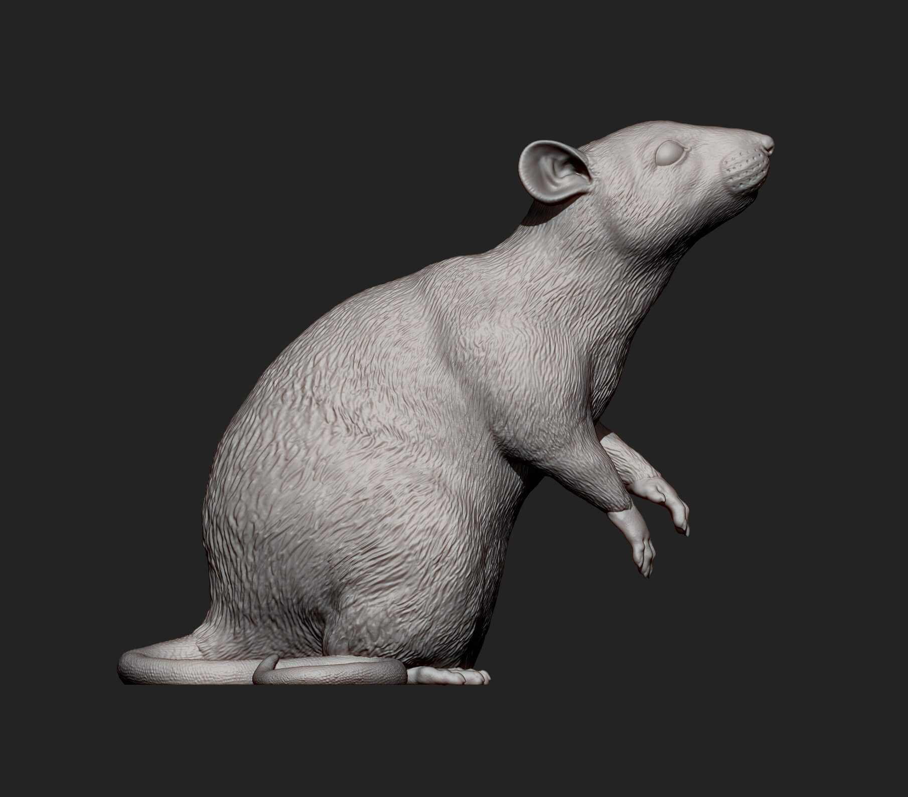 Rat on Hind Legs 3D Print Model by Alexander3dart