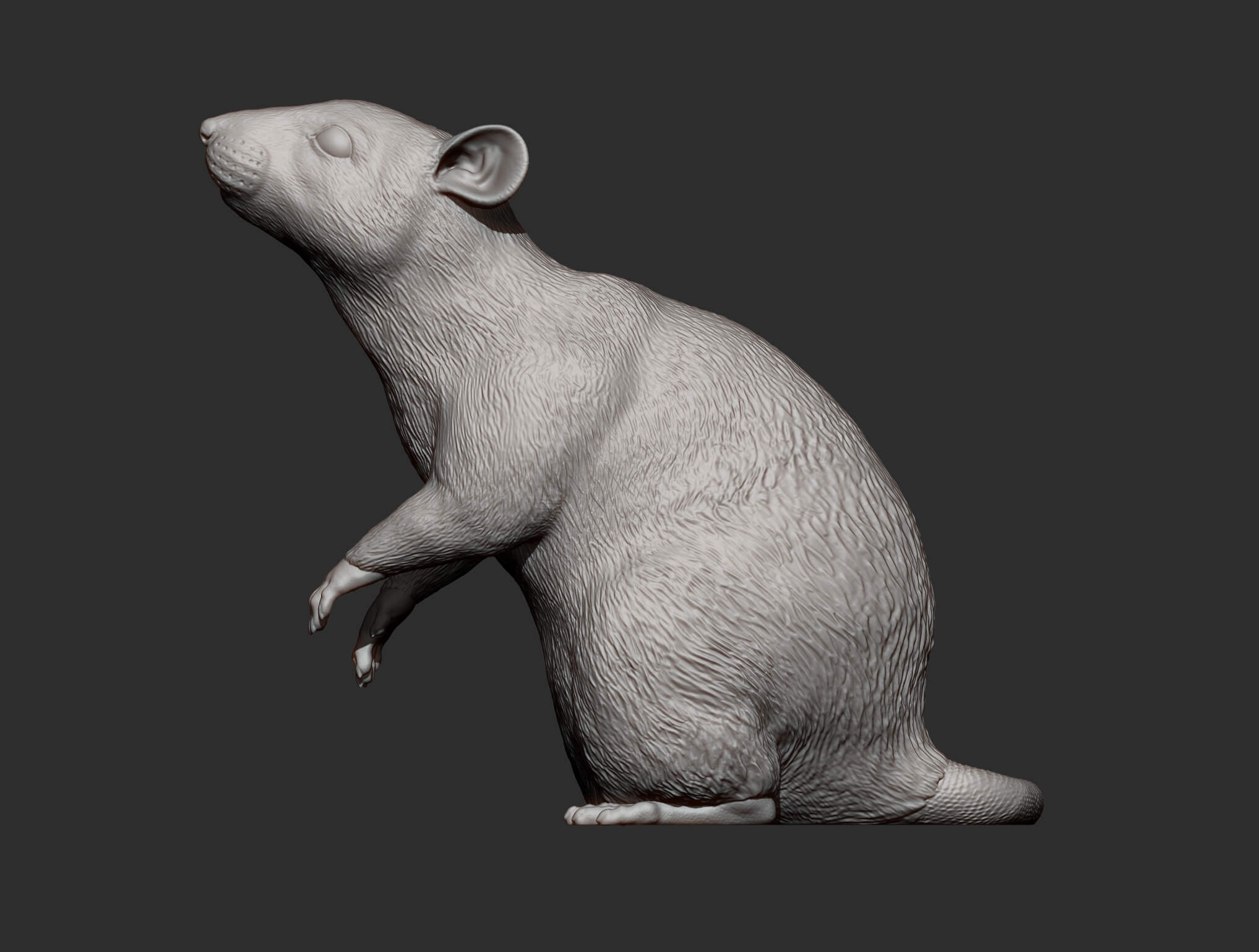 Rat on Hind Legs 3D Print Model by Alexander3dart