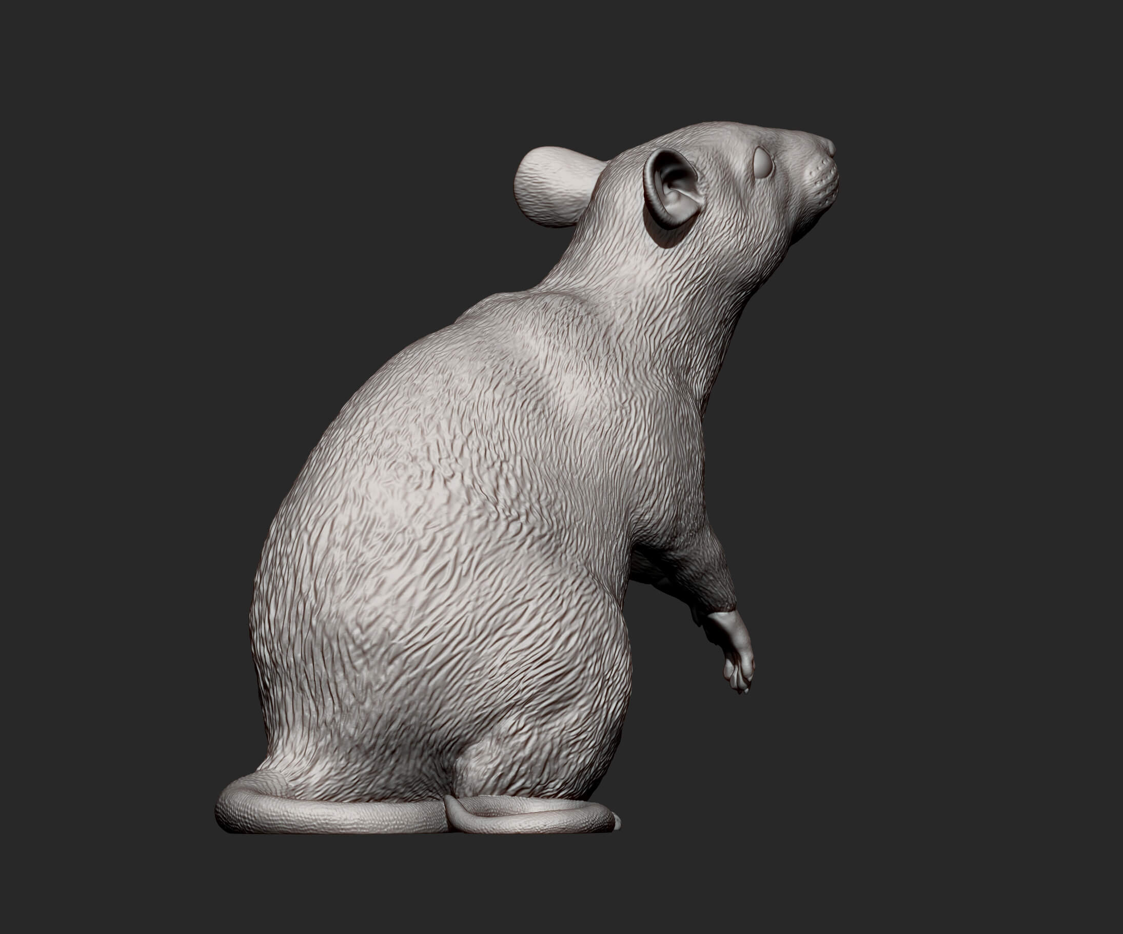 Rat on Hind Legs 3D Print Model by Alexander3dart