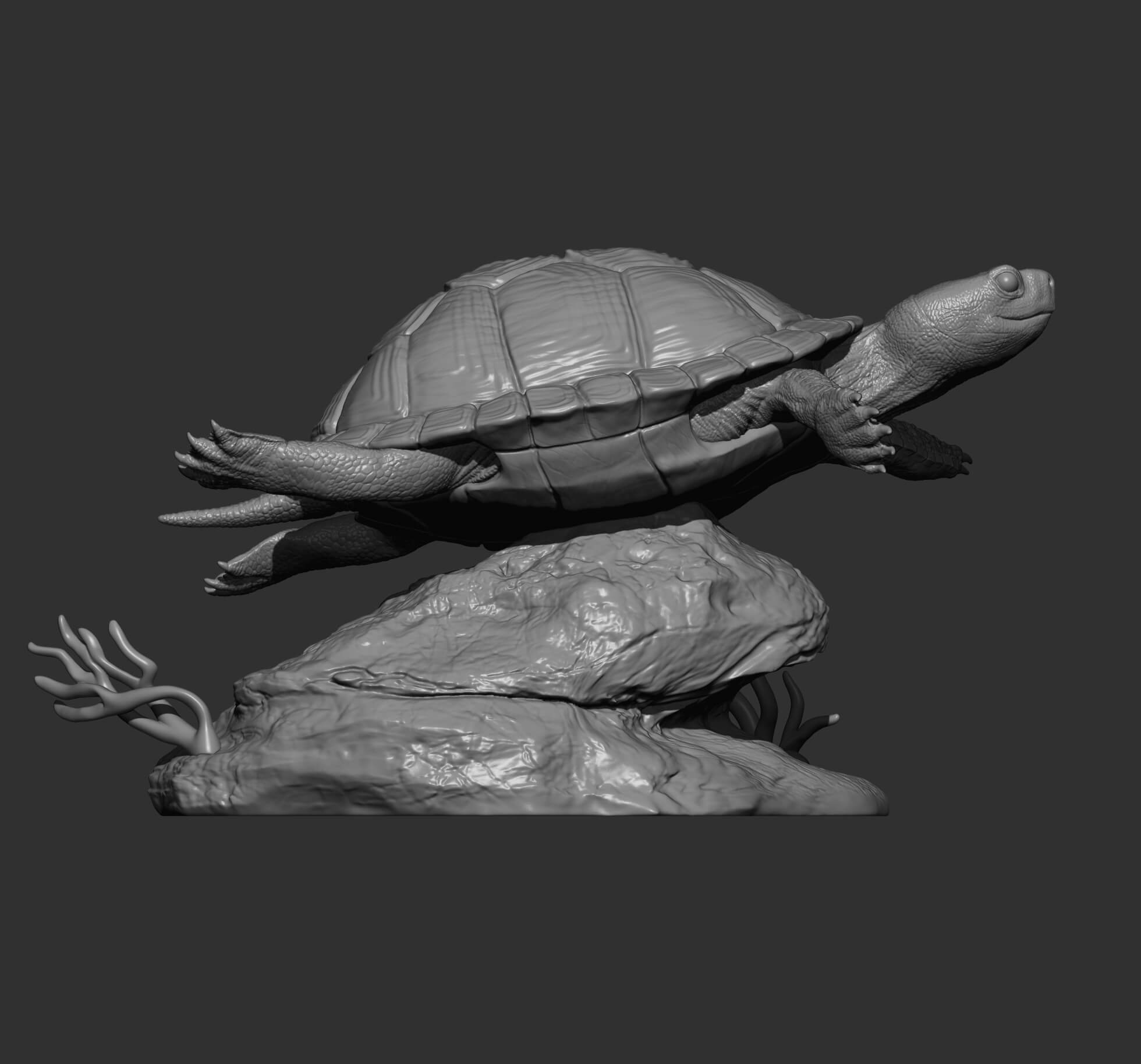 Red-Eared Slider Turtle Swimming 3D Model by Alexander3dart