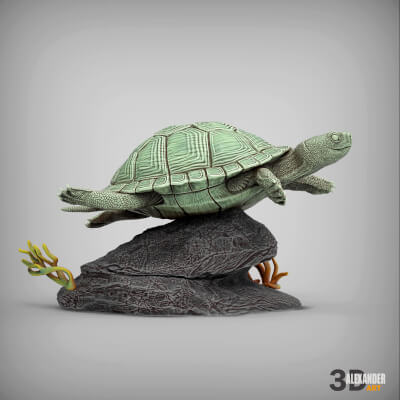 Red-Eared Slider Turtle Swimming 3D Model by Alexander3dart