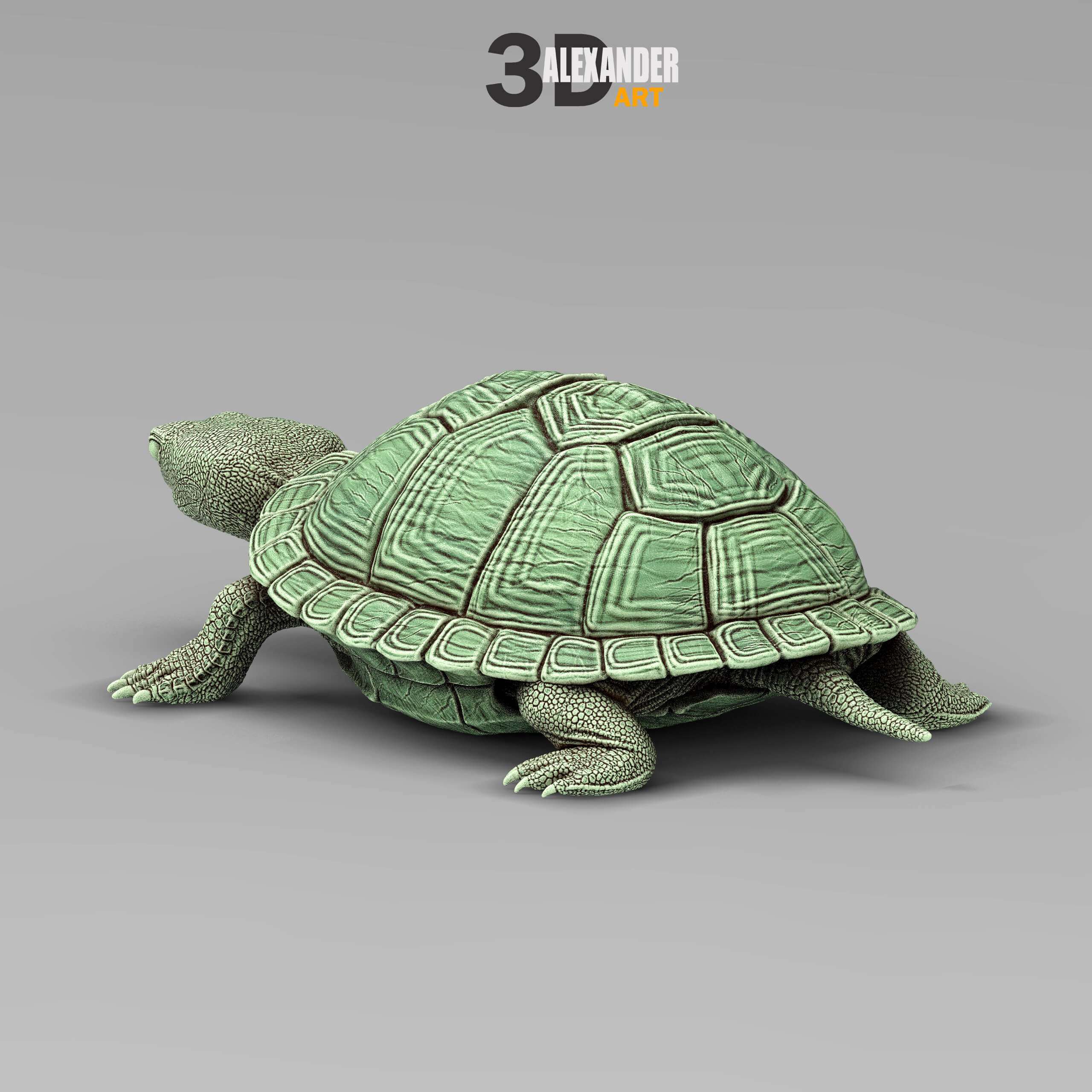 Red-Eared Slider Turtle 3D Model by Alexander3dart