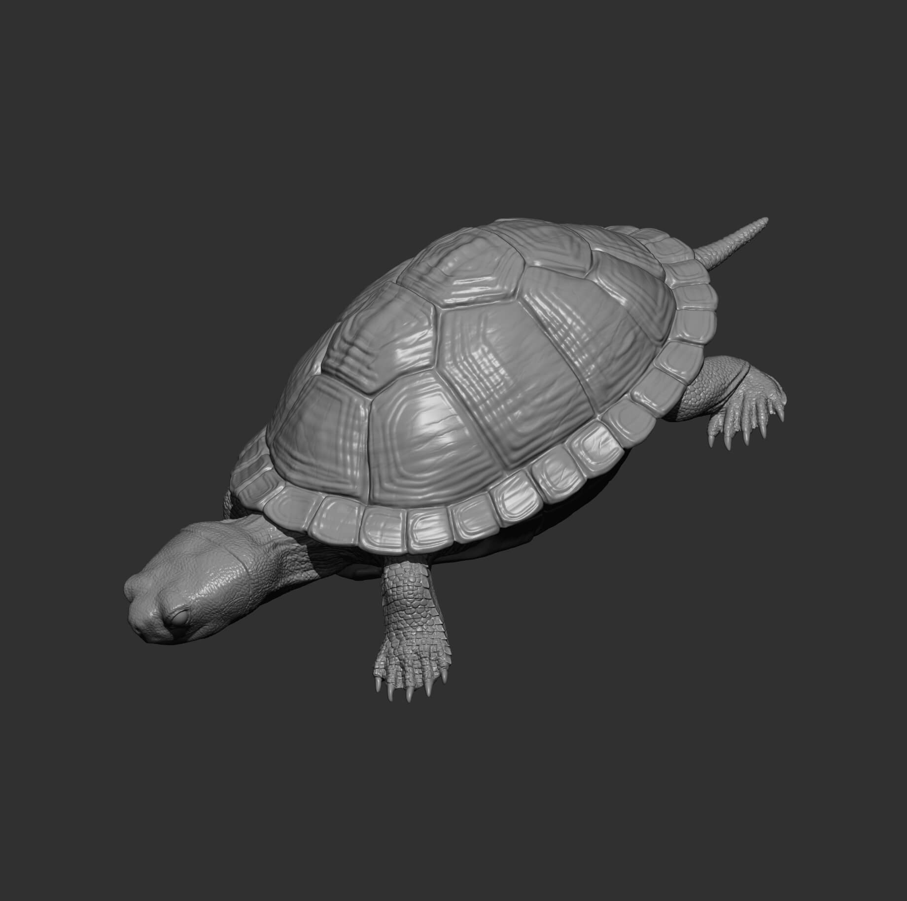 Red-Eared Slider Turtle 3D Model by Alexander3dart