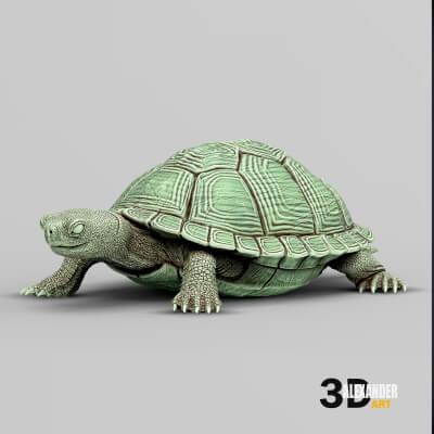 Red-Eared Slider Turtle 3D Model by Alexander3dart
