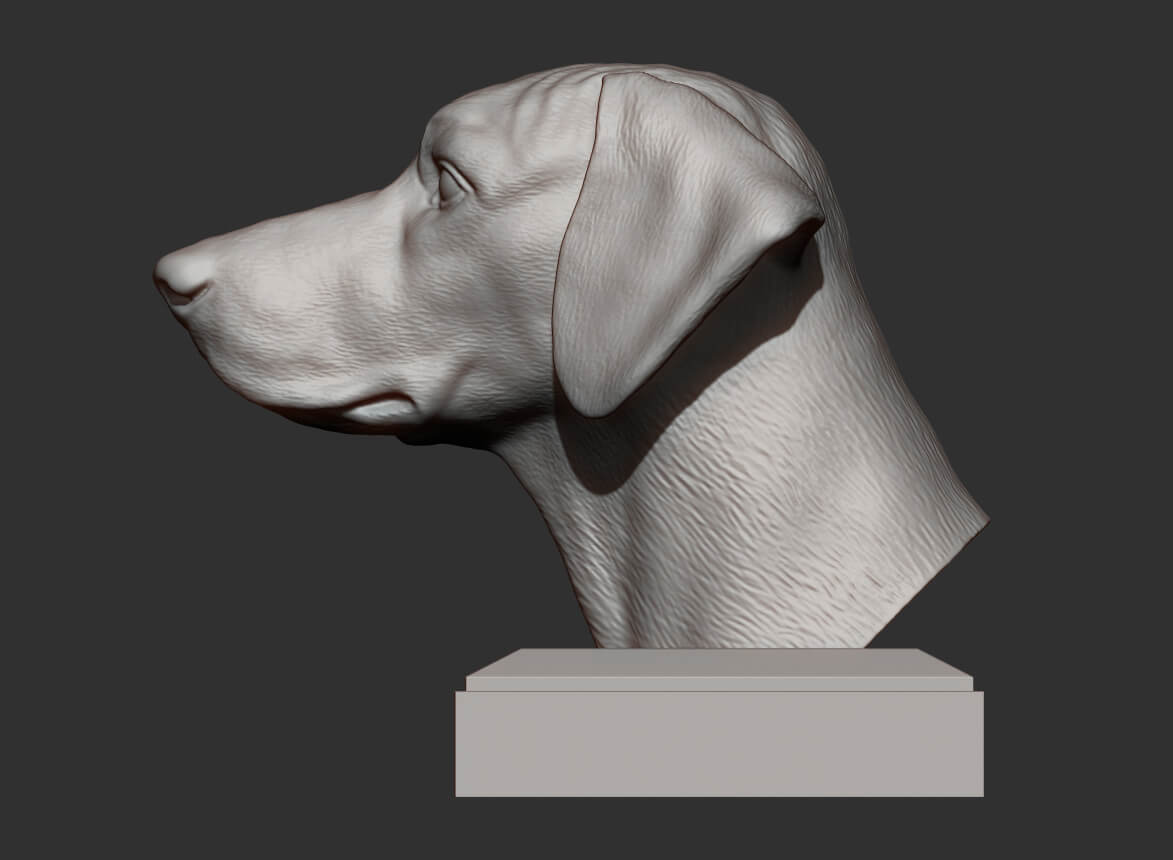 Rhodesian Ridgeback Bust - 3D Model by Alexander3dart