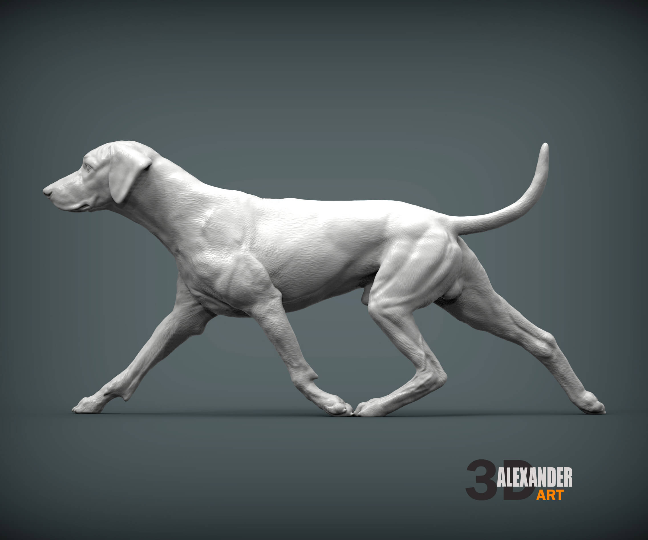 Rhodesian Ridgeback Running - 3D Model by Alexander3dart
