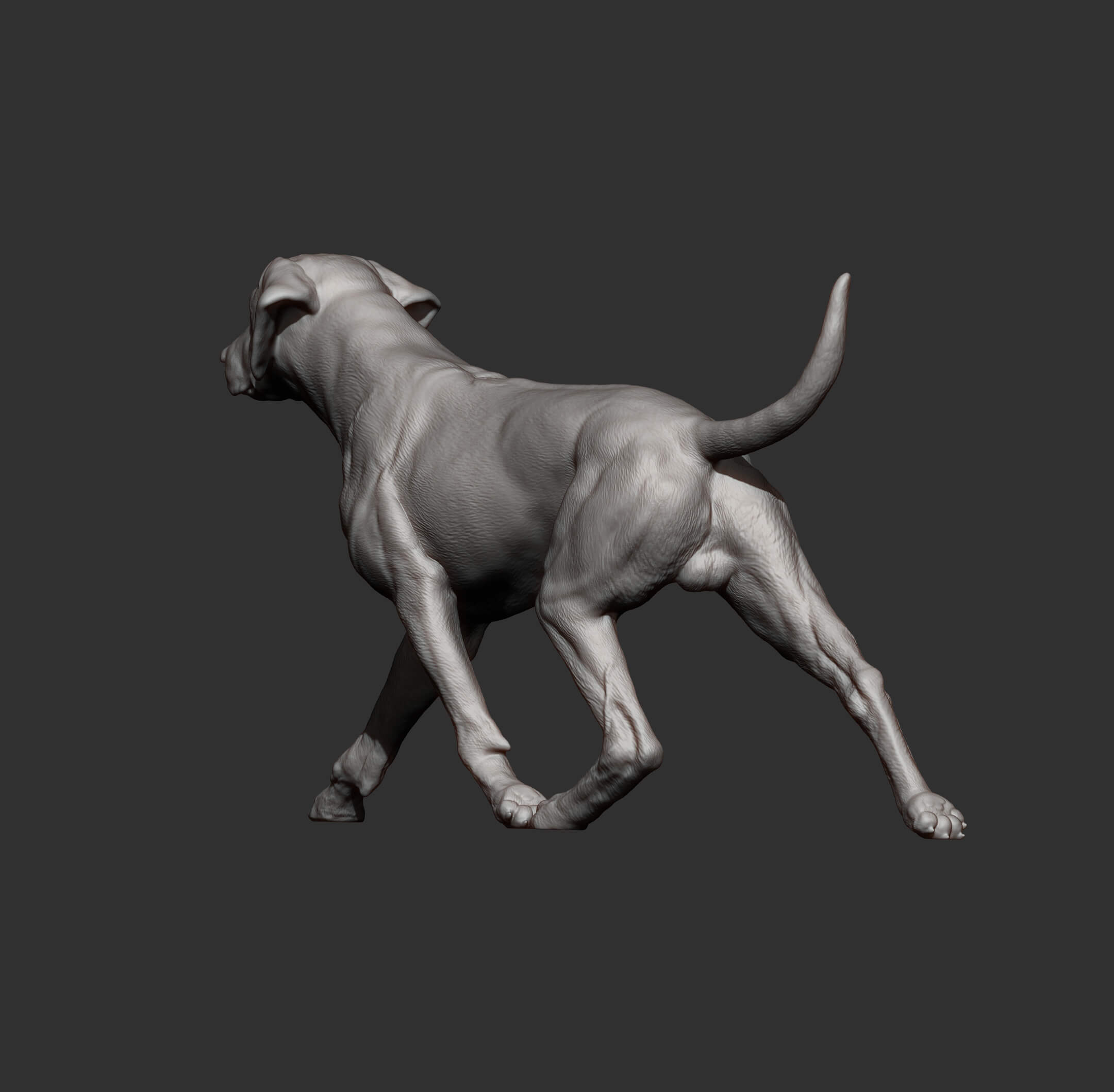 Rhodesian Ridgeback Running - 3D Model by Alexander3dart