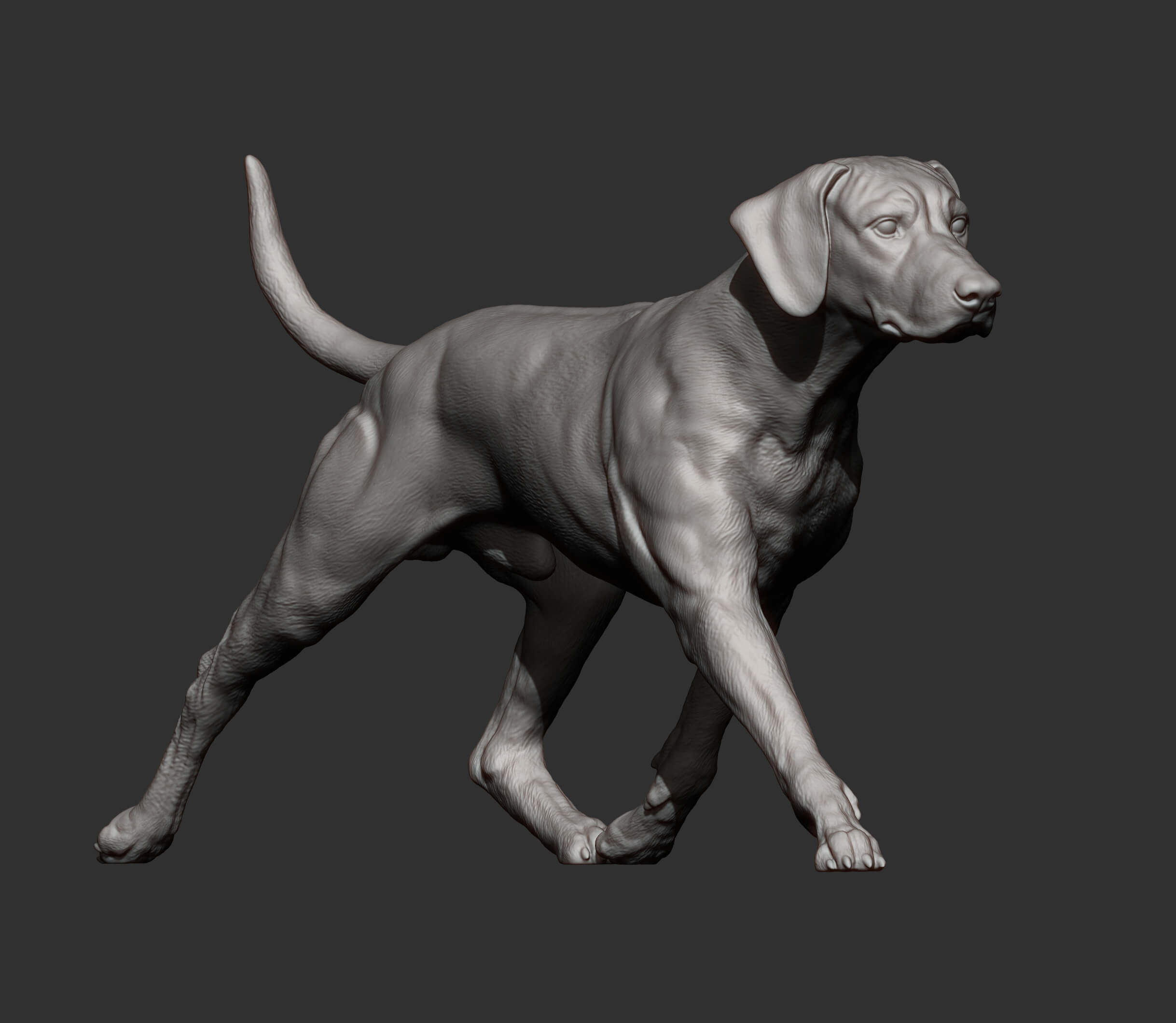 Rhodesian Ridgeback Running - 3D Model by Alexander3dart