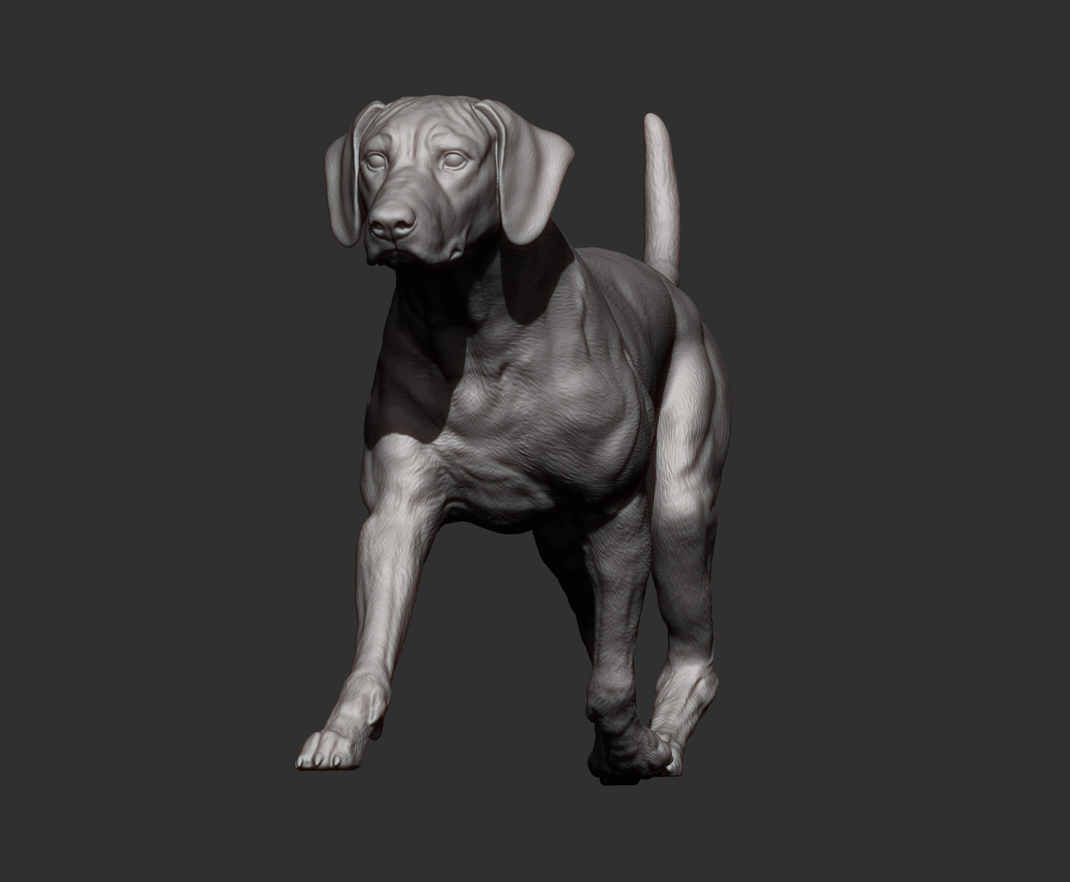 Rhodesian Ridgeback Running - 3D Model by Alexander3dart