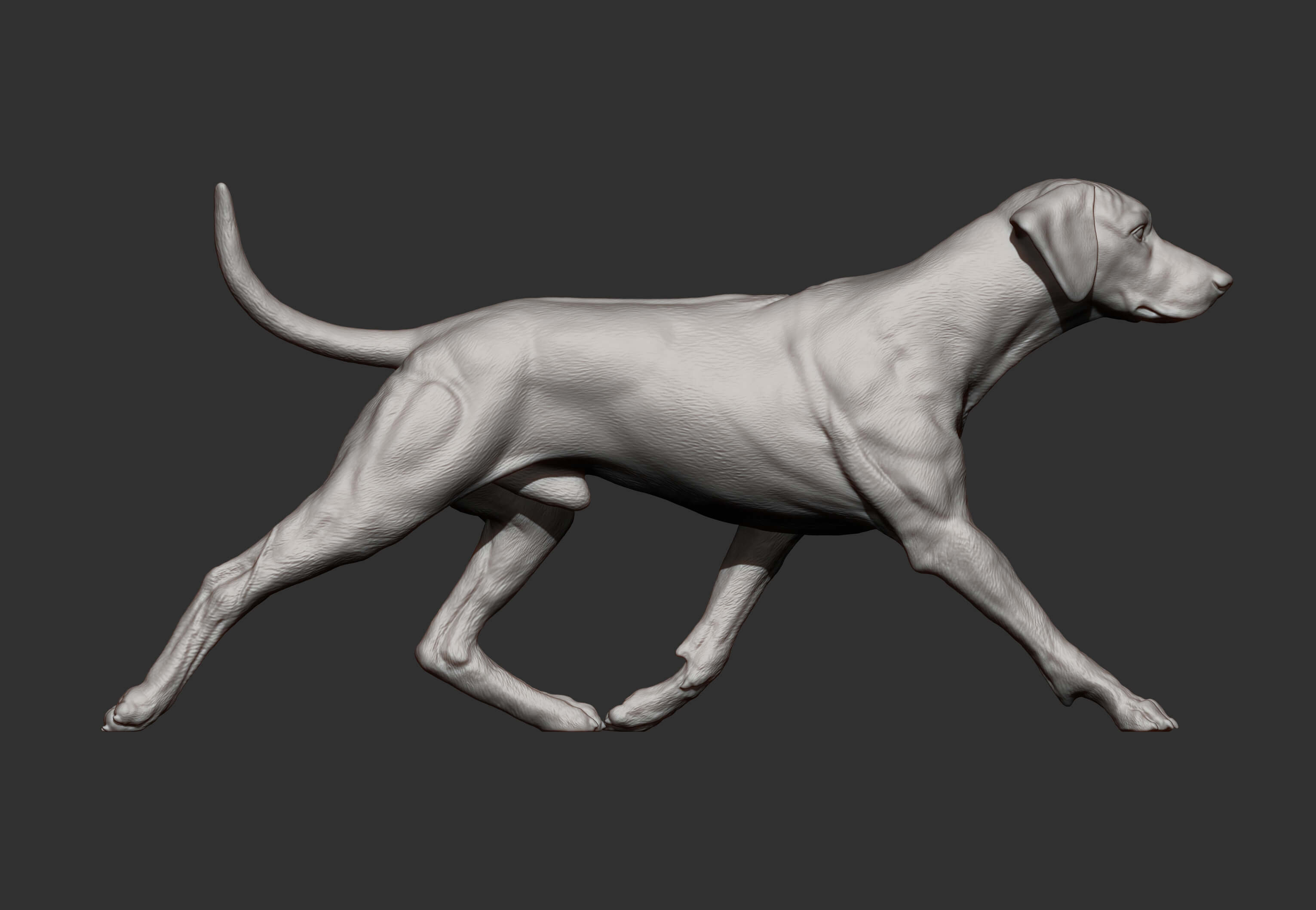 Rhodesian Ridgeback Running - 3D Model by Alexander3dart
