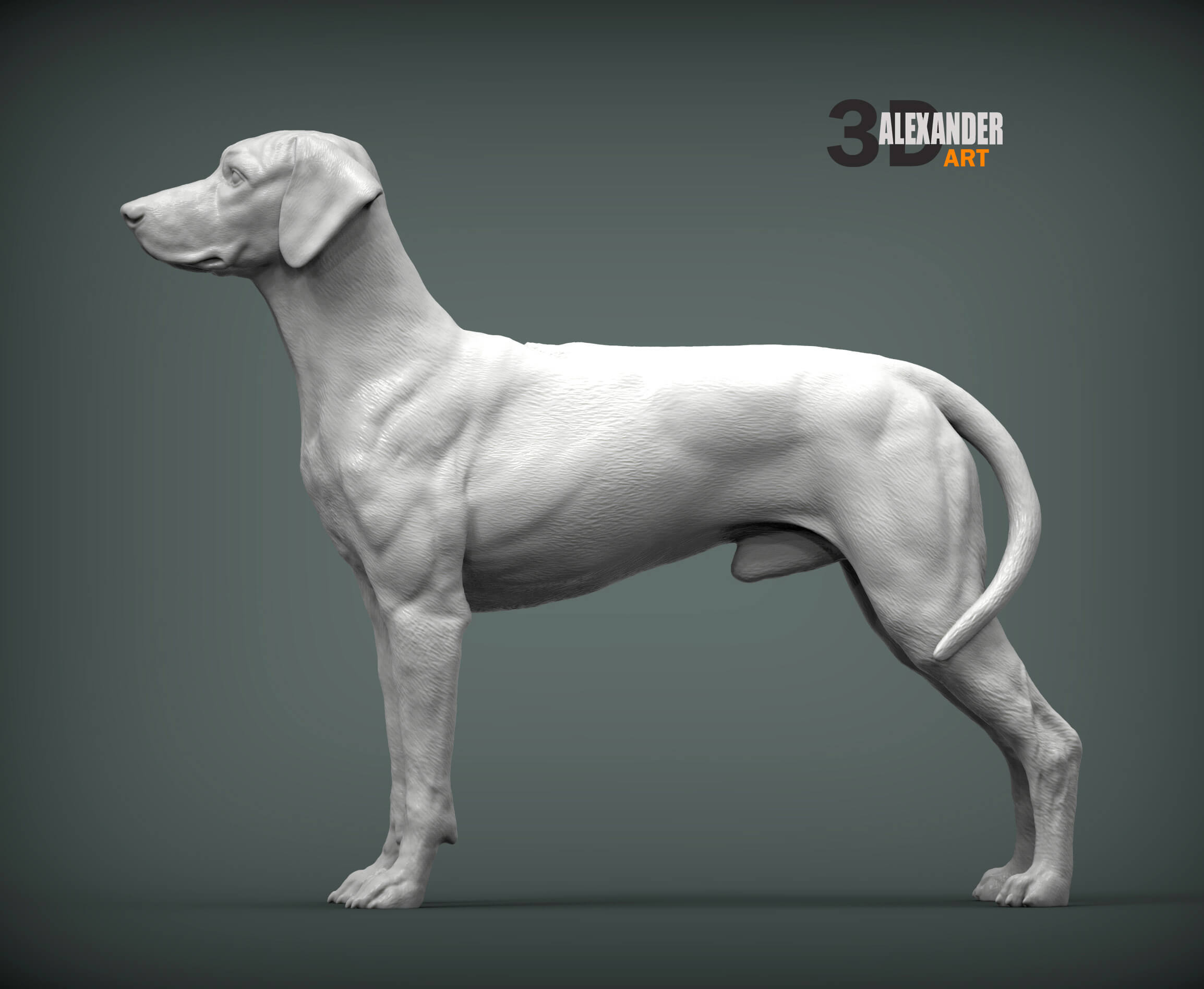 Rhodesian Ridgeback - 3D Model by Alexander3dart