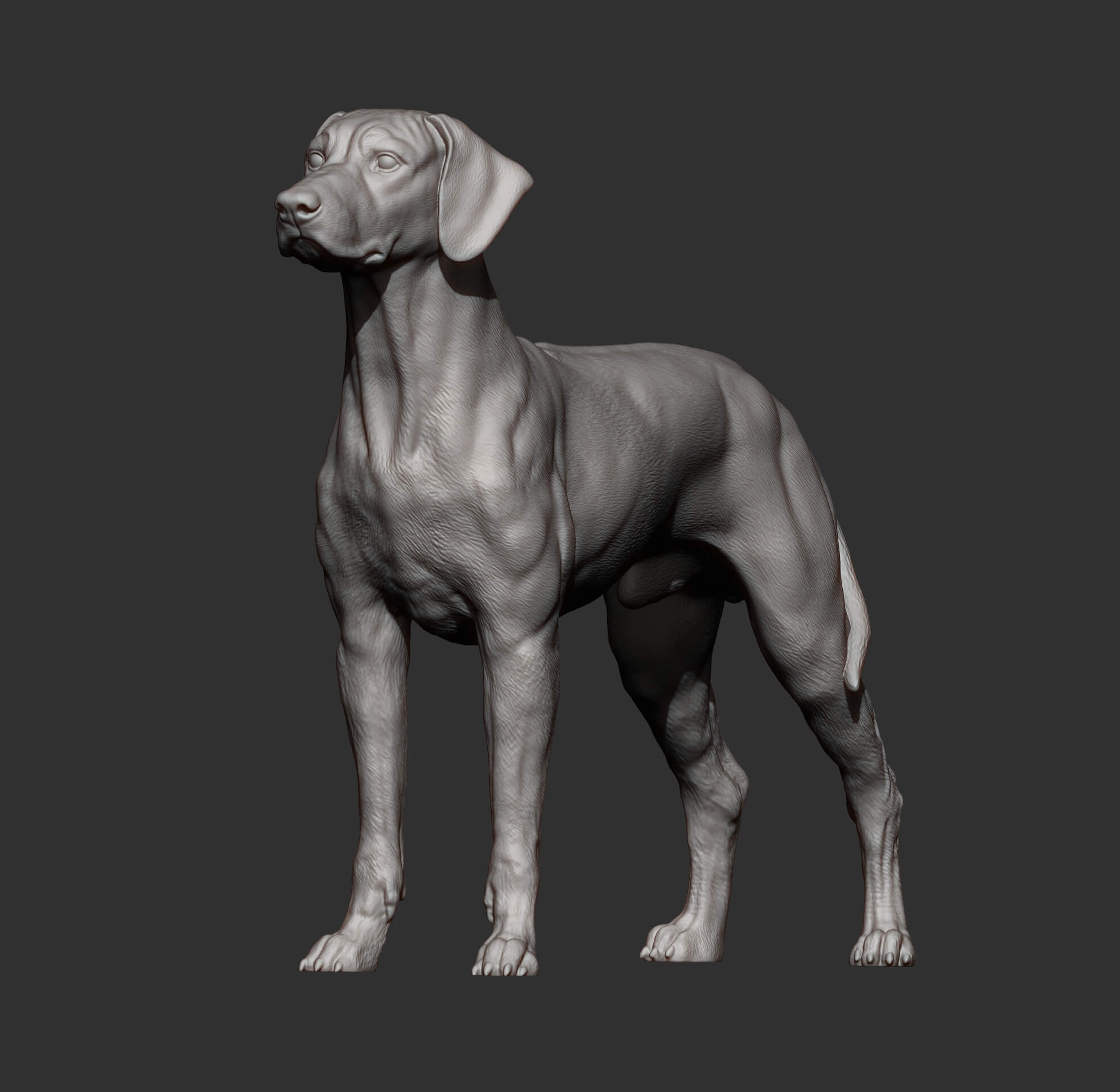 Rhodesian Ridgeback - 3D Model by Alexander3dart