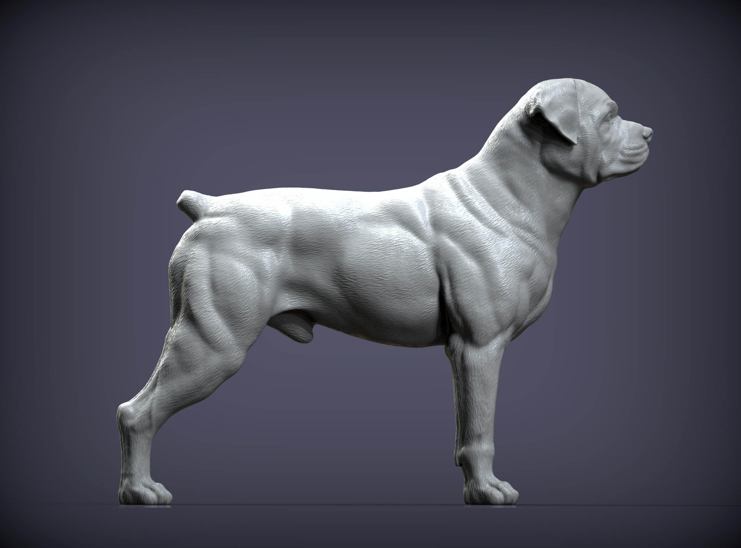 Rottweiler Boxer Dog 3D Print Model by Alexander3dart