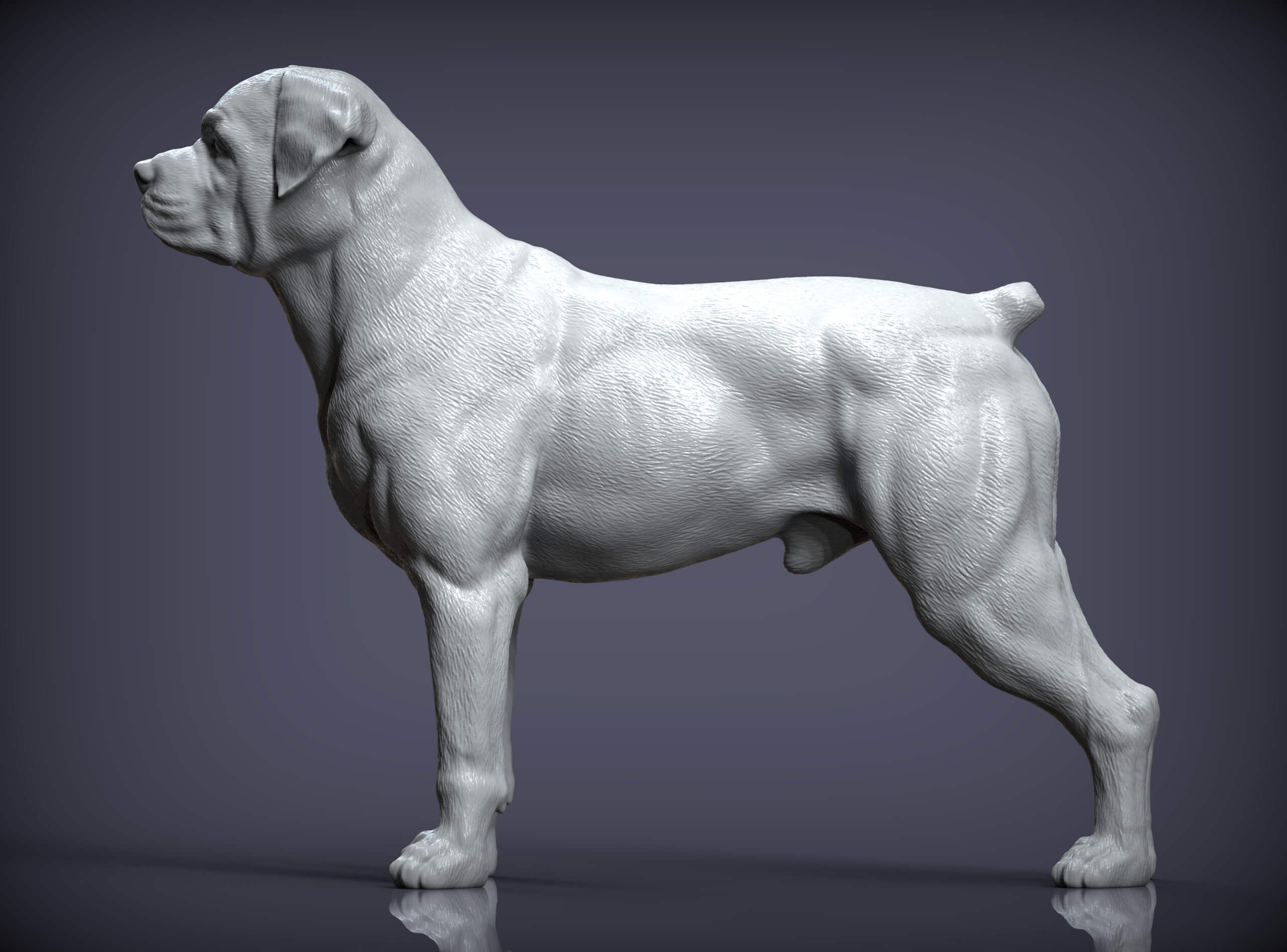 Rottweiler Boxer Dog 3D Print Model by Alexander3dart