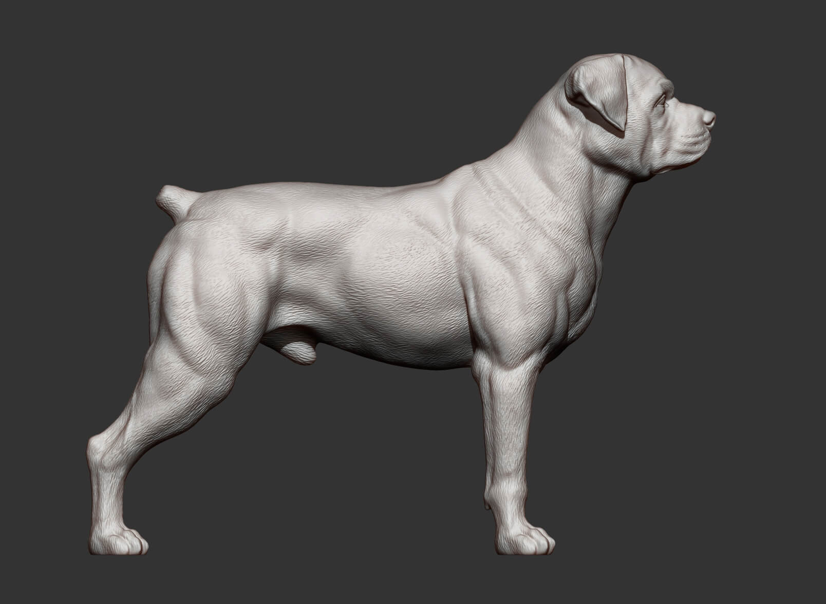 Rottweiler Boxer Dog 3D Print Model by Alexander3dart