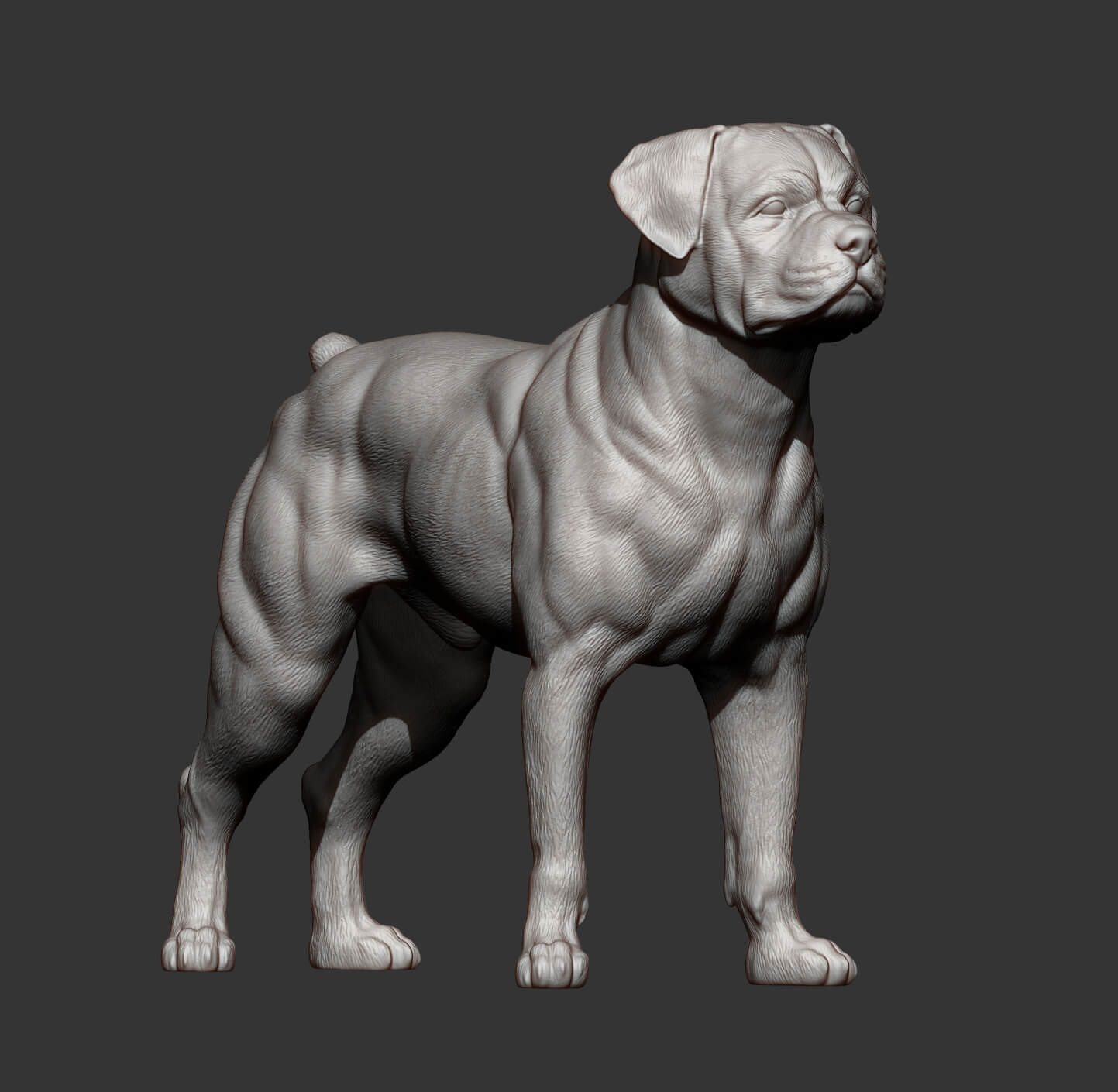 Rottweiler Boxer Dog 3D Print Model by Alexander3dart
