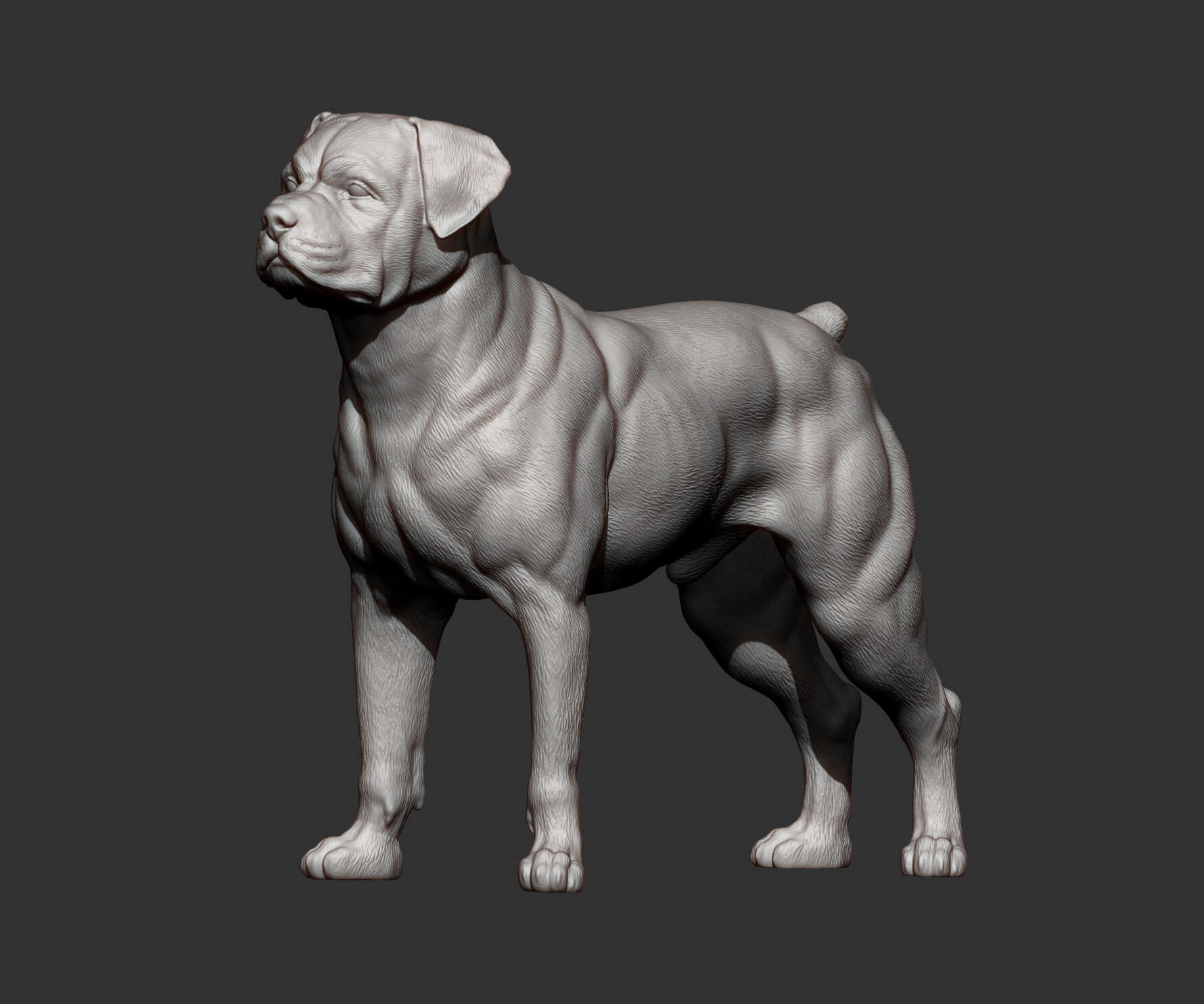 Rottweiler Boxer Dog 3D Print Model by Alexander3dart