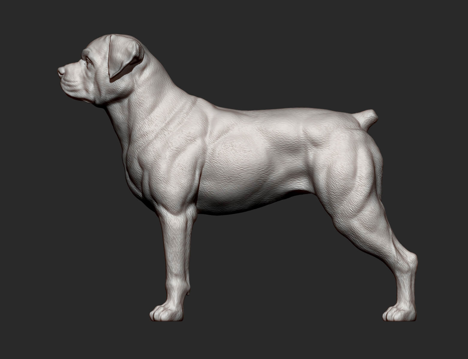 Rottweiler Boxer Dog 3D Print Model by Alexander3dart