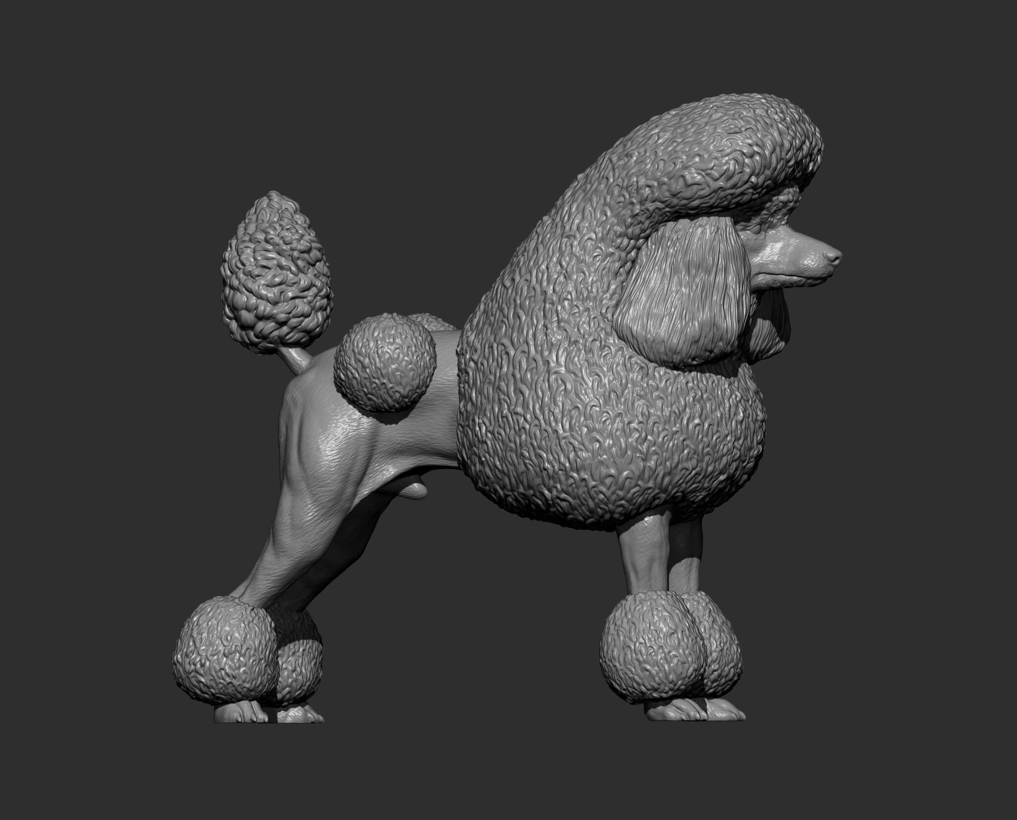 Royal Poodle - 3D Model by Alexander3dart