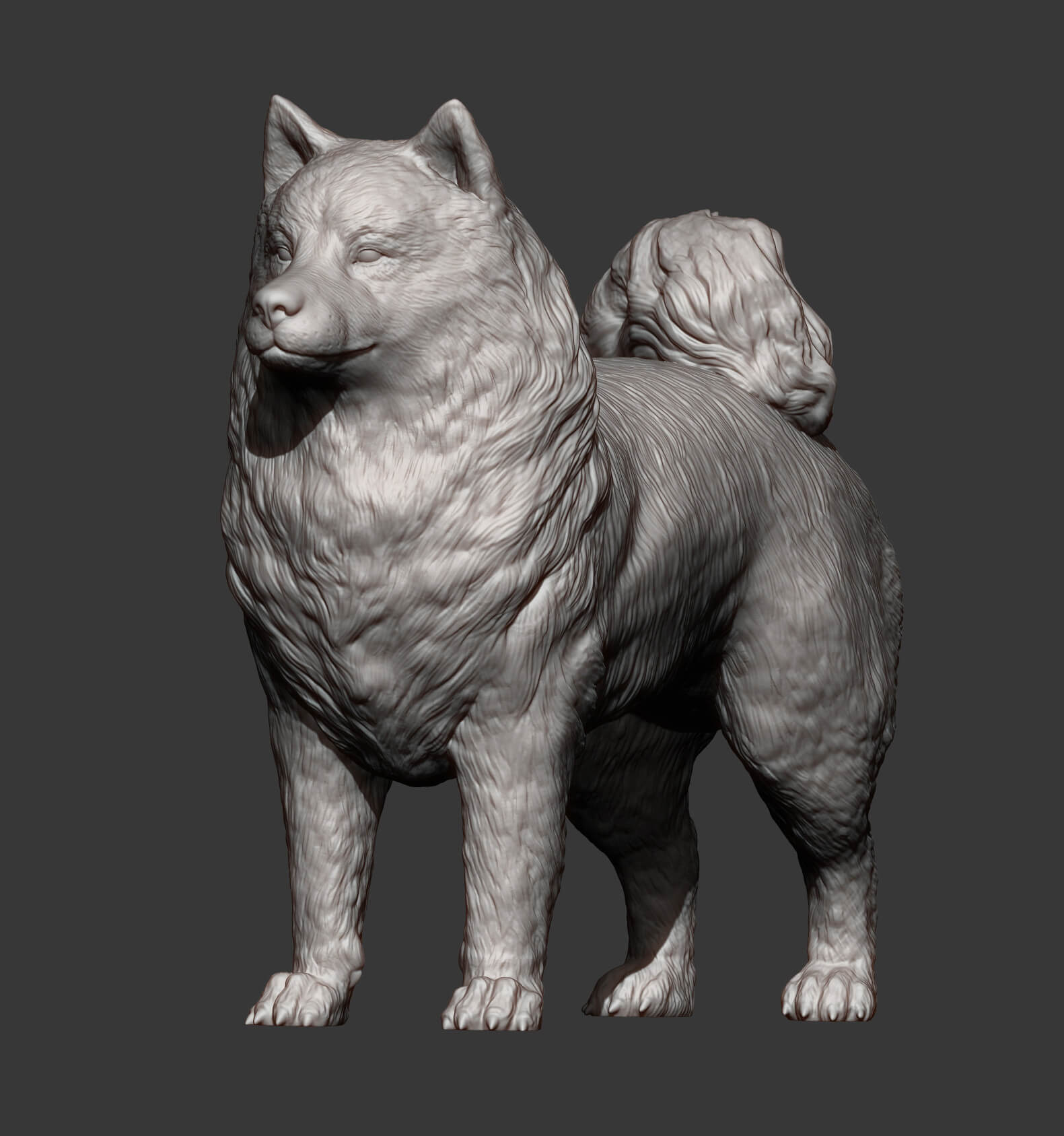 Samoyed Dog 3D Print Model by Alexander3dart