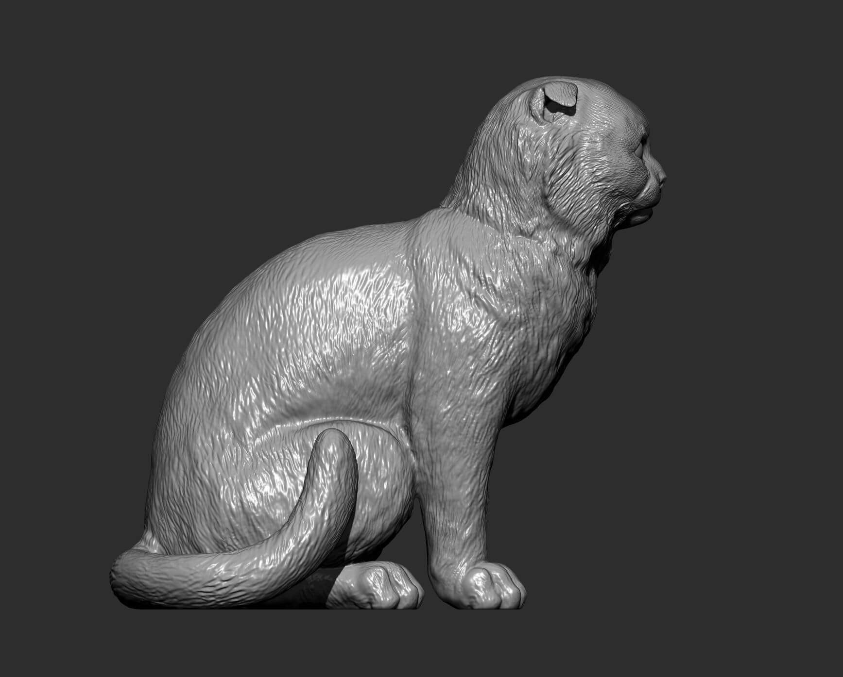 Scottish Fold Cat 3D Print Model by Alexander3dart