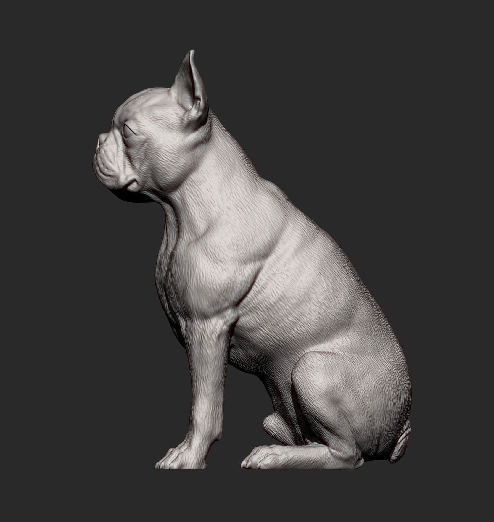 Boston Terrier 3D Print Model by Alexander3dart