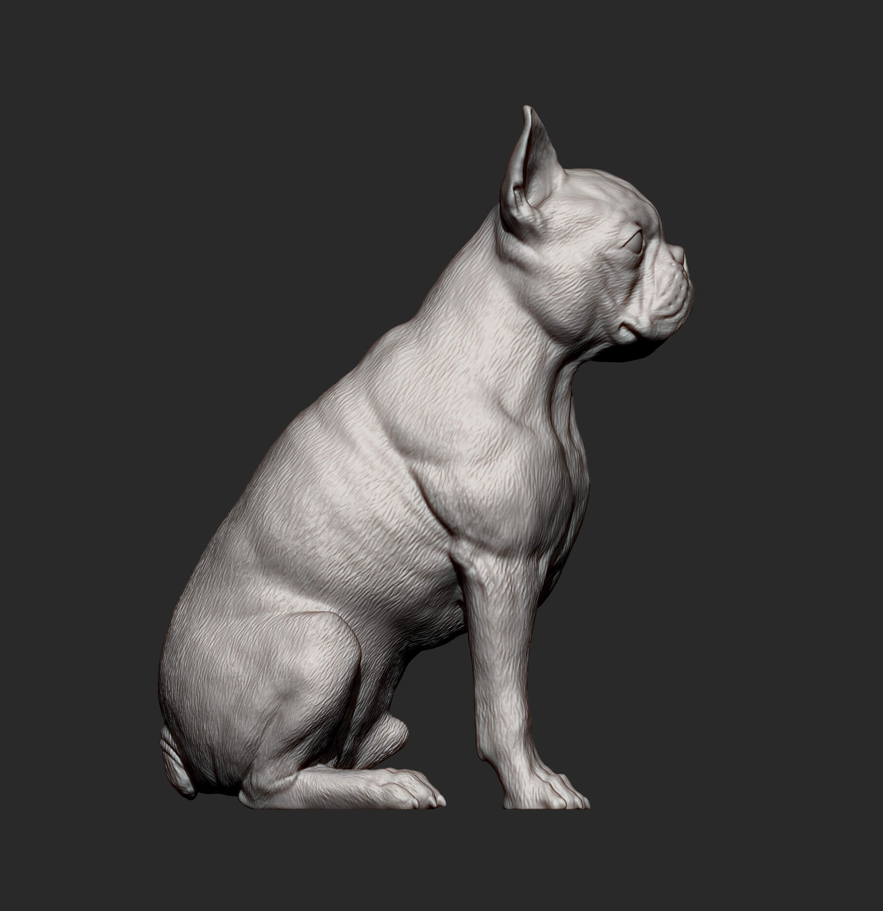 Boston Terrier 3D Print Model by Alexander3dart