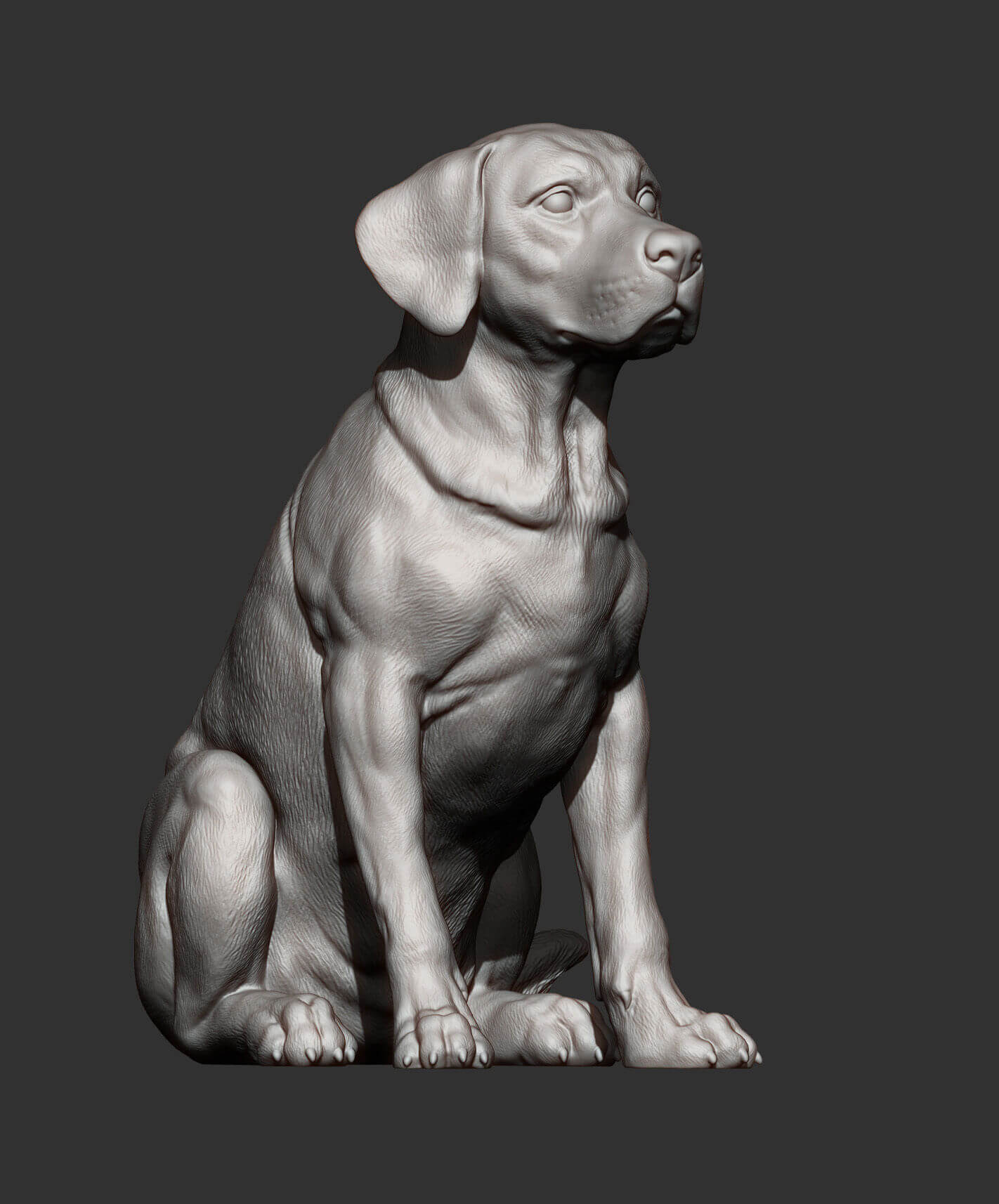 Sculpture Labrador - 3D Model by Alexander3dart