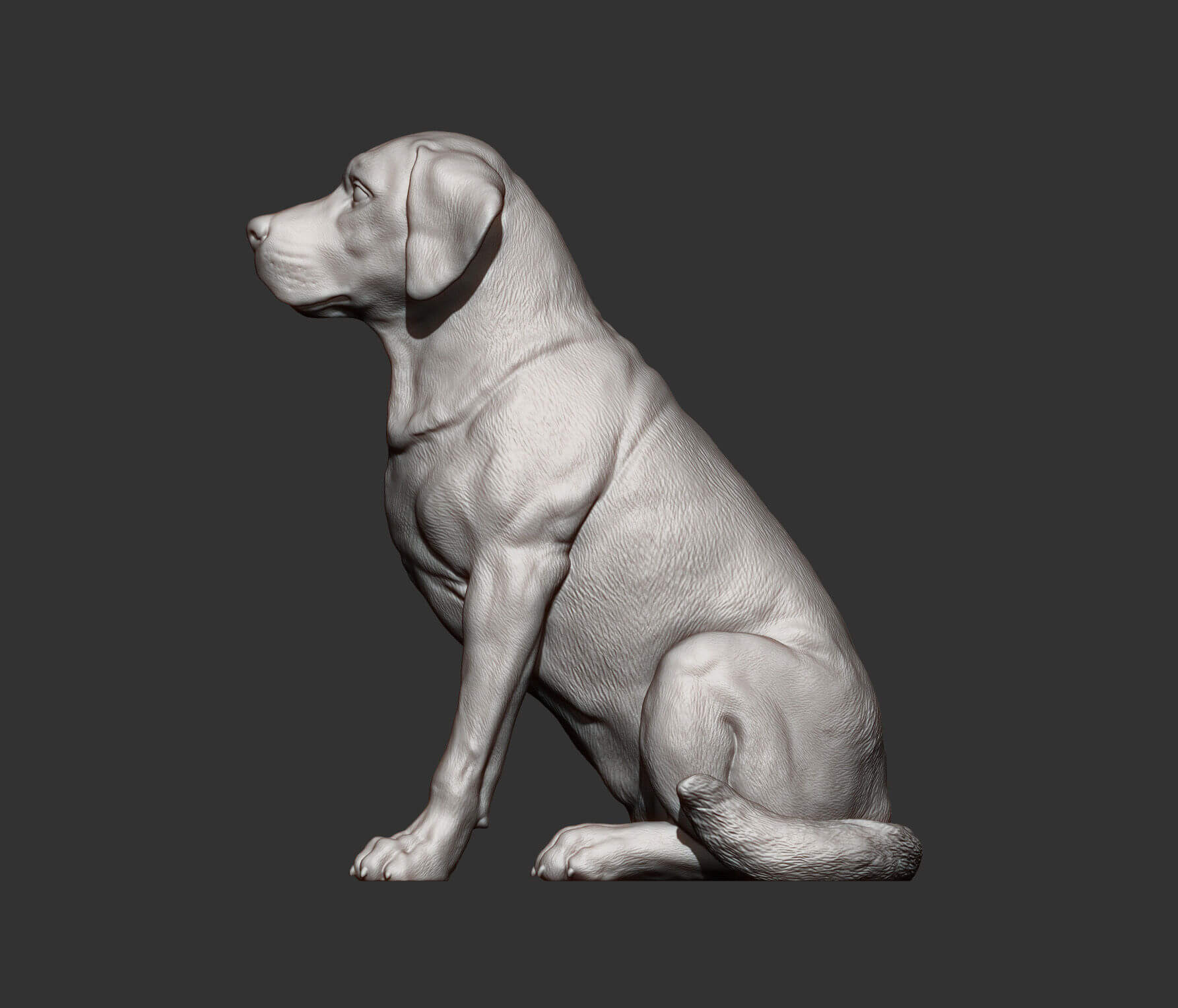 Sculpture Labrador - 3D Model by Alexander3dart