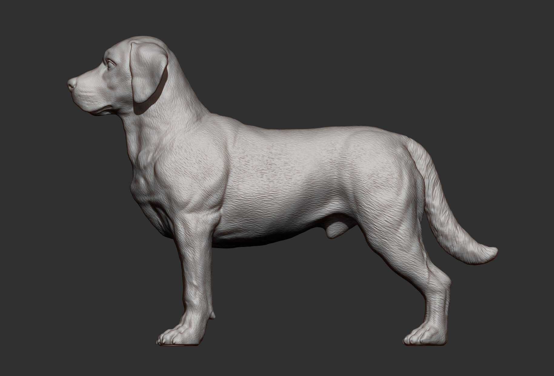 Sculpture Labrador - 3D Model by Alexander3dart