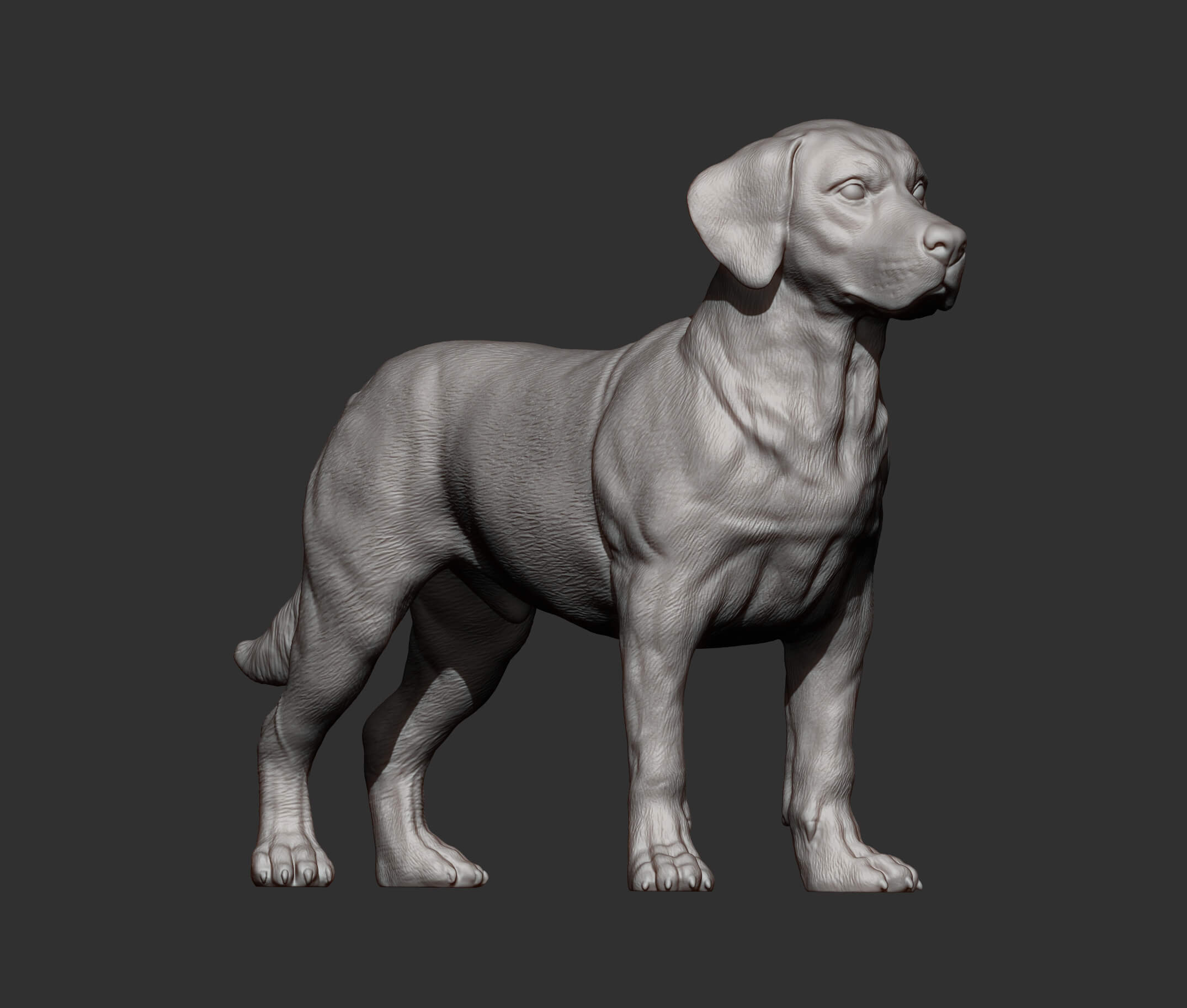 Sculpture Labrador - 3D Model by Alexander3dart