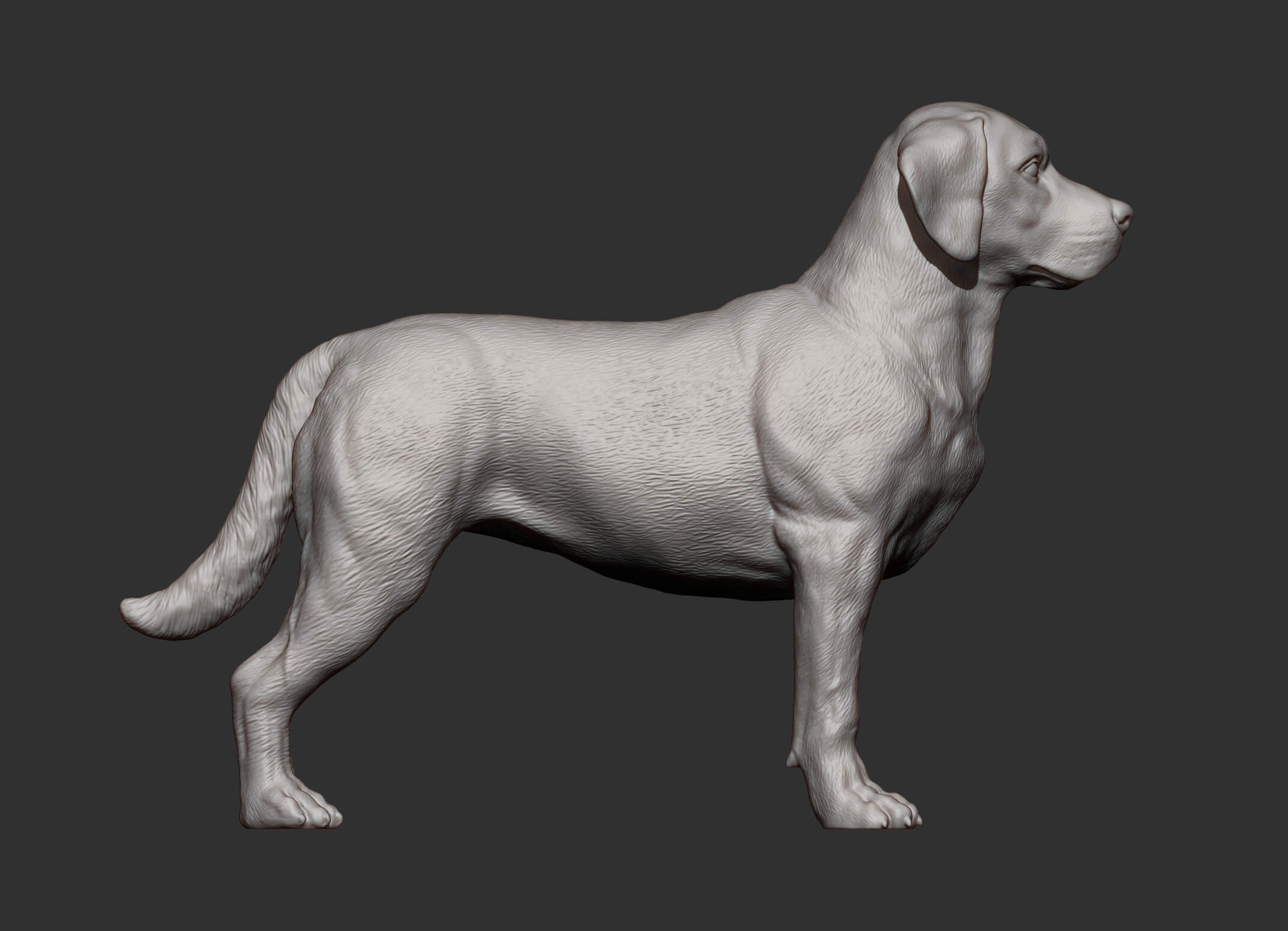 Sculpture Labrador - 3D Model by Alexander3dart