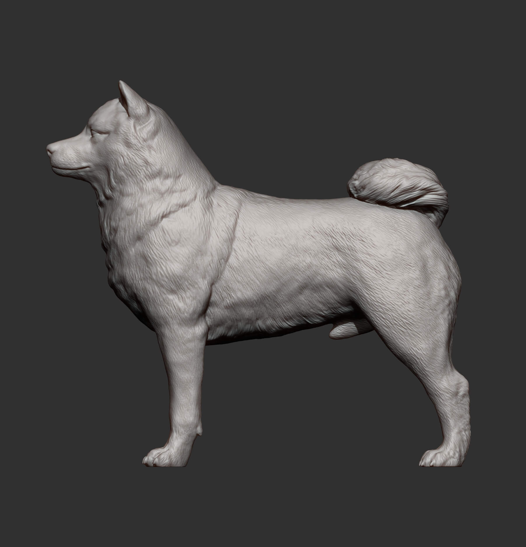 Shiba Inu Standing - 3D Model by Alexander3dart