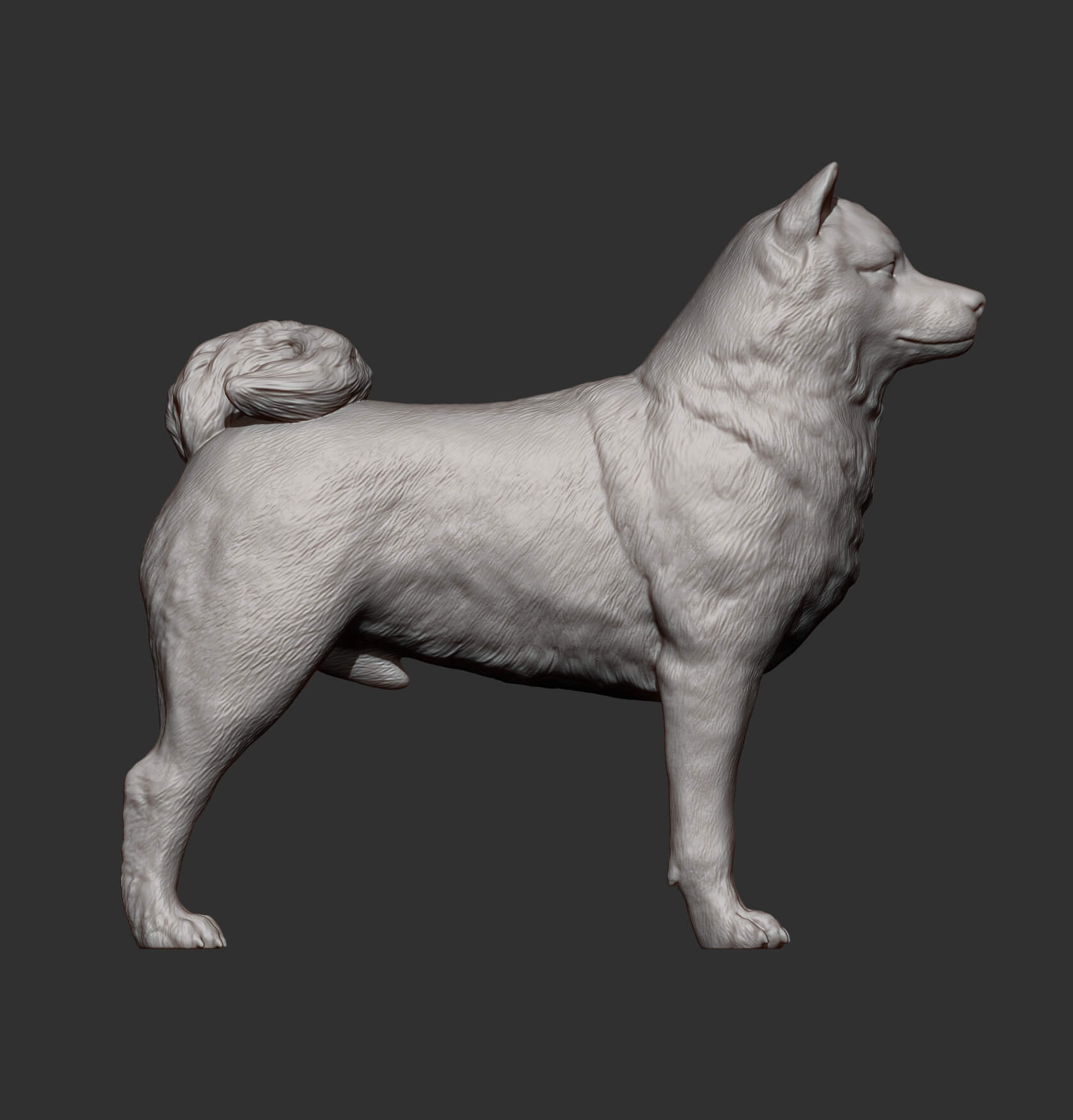 Shiba Inu Standing - 3D Model by Alexander3dart