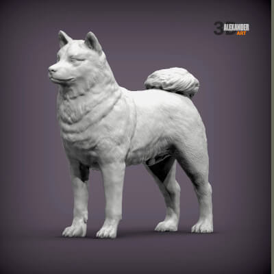 Shiba Inu Standing - 3D Model by Alexander3dart