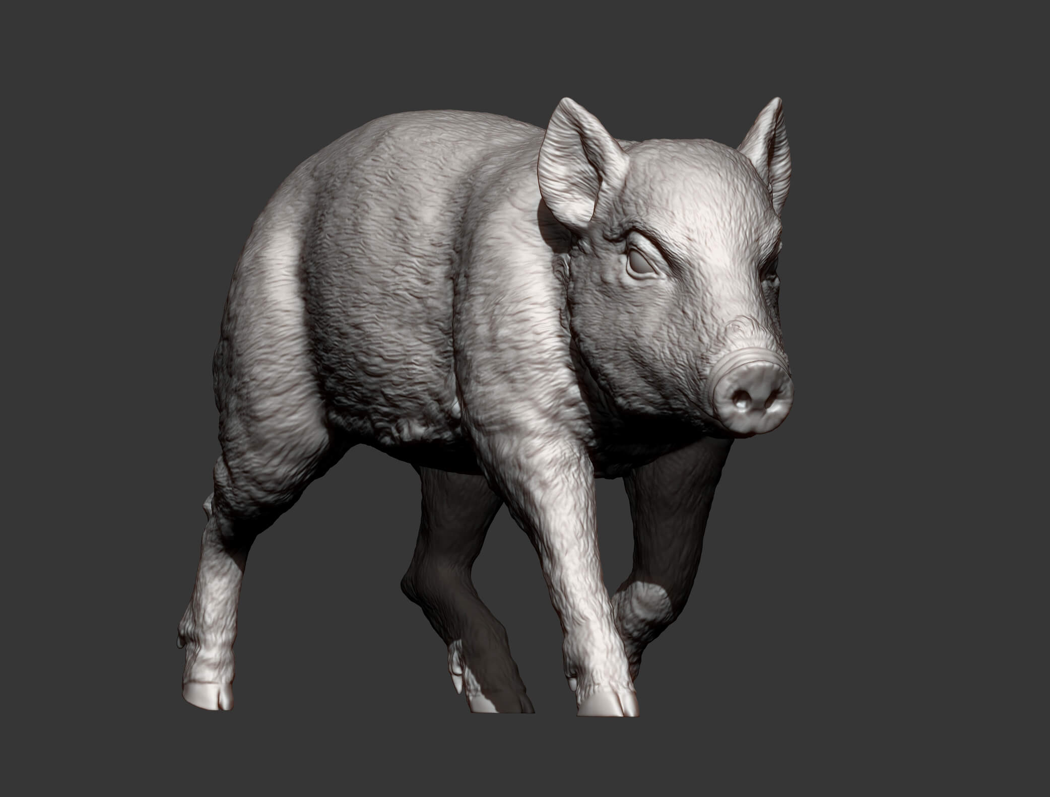 Small Wild Boar - 3D Model by Alexander3dart