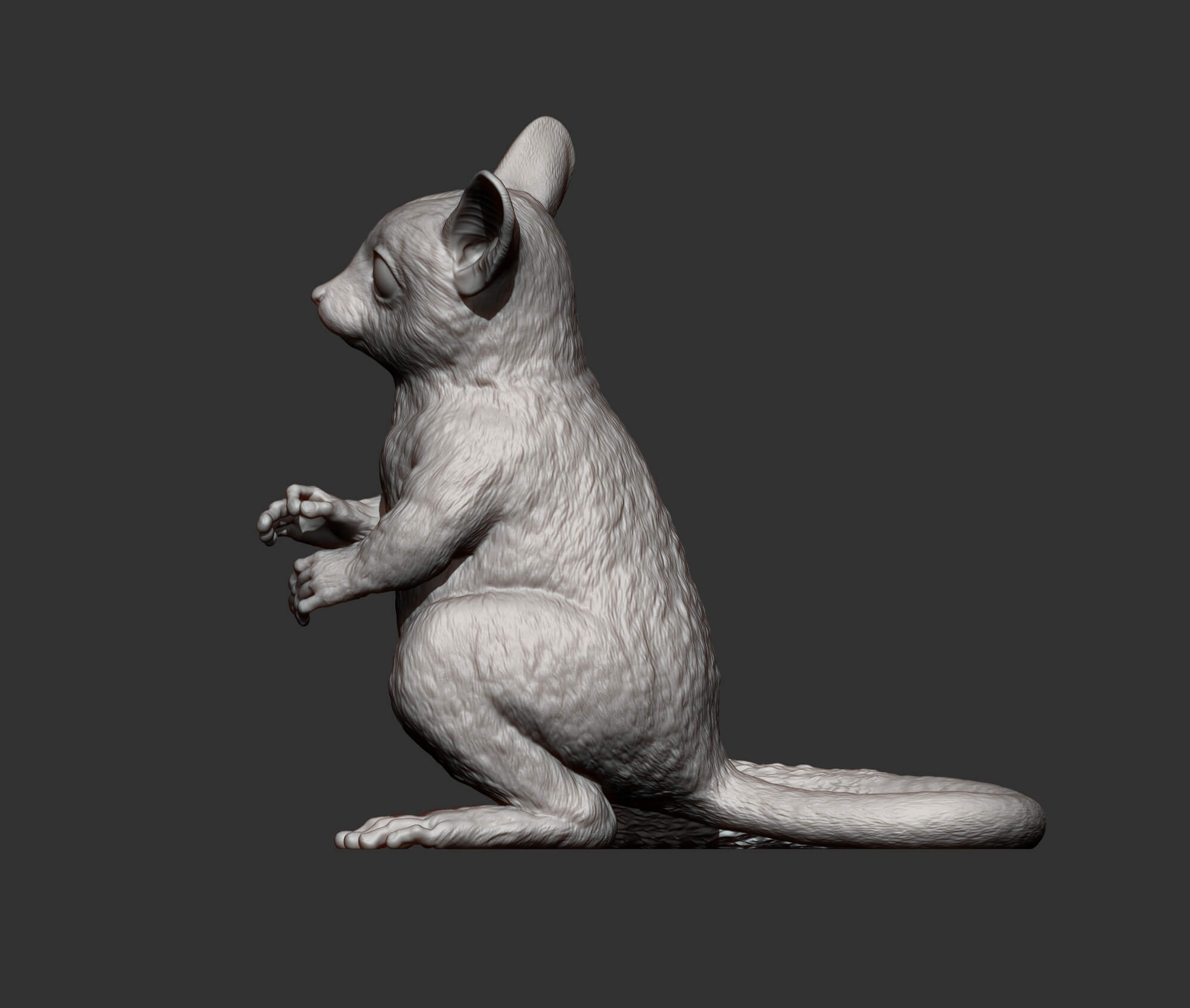 Smnigalsky Galago Bush Baby 3D Print Model by Alexander3dart