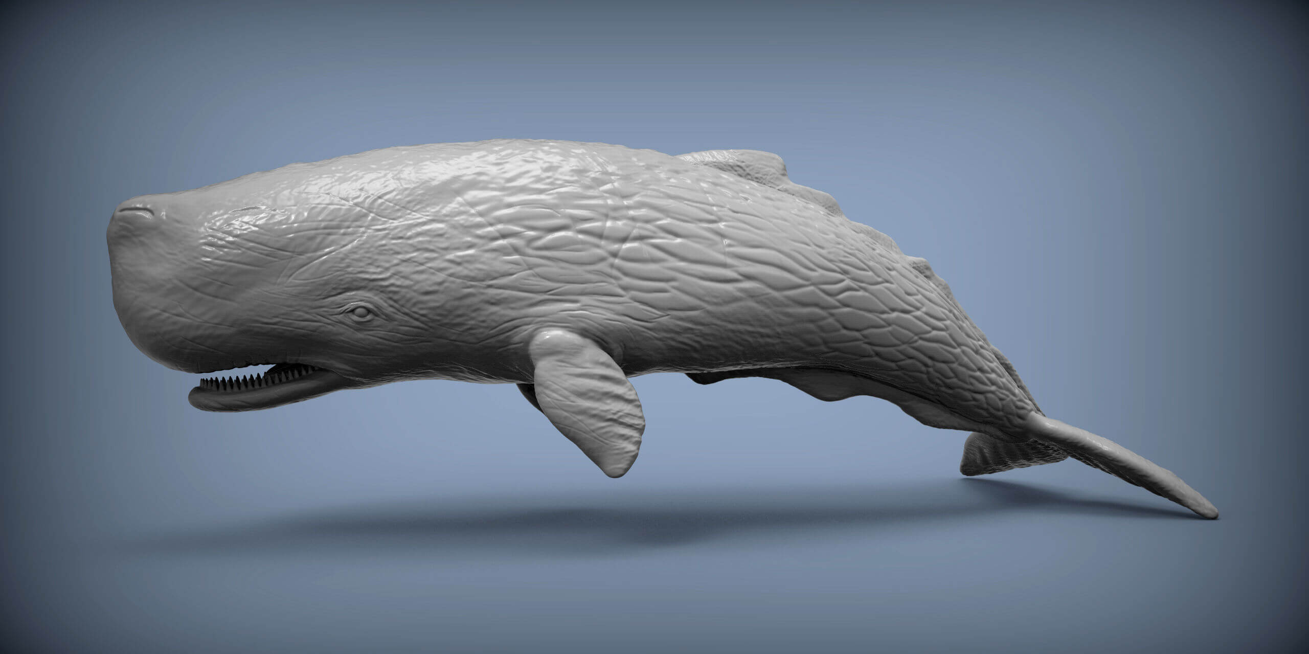 Sperm Whale Sculpt - 3D Model by Alexander3dart