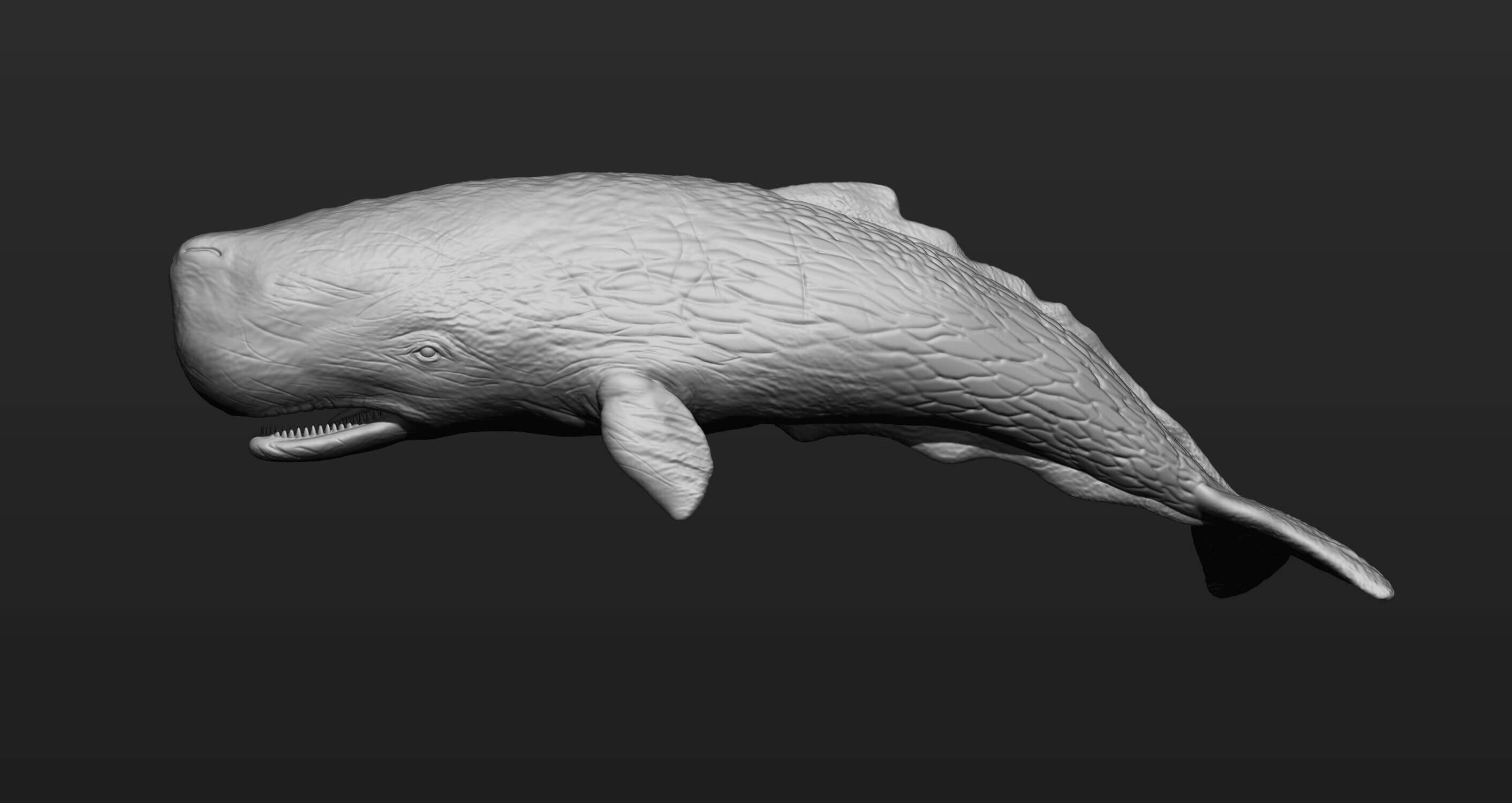 Sperm Whale Sculpt - 3D Model by Alexander3dart
