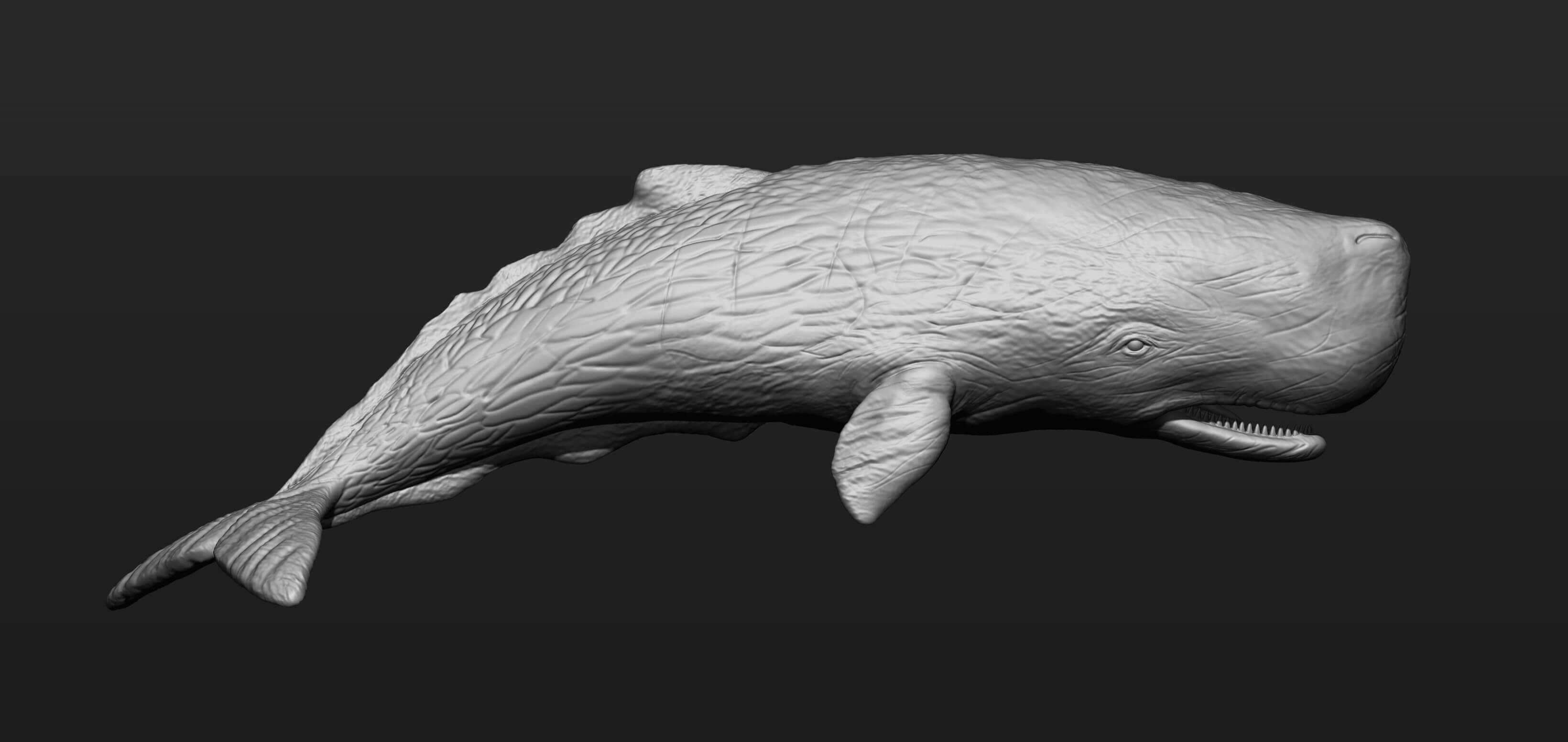 Sperm Whale Sculpt - 3D Model by Alexander3dart