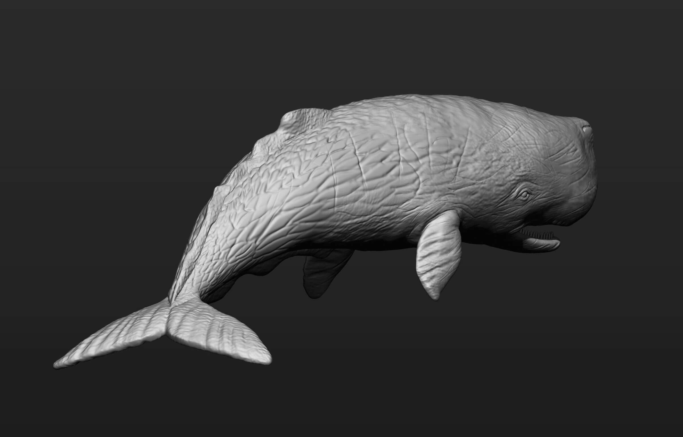 Sperm Whale Sculpt - 3D Model by Alexander3dart