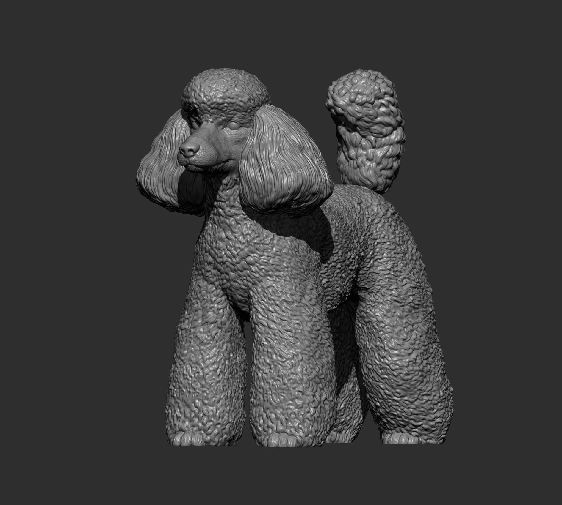 Toy Poodle 3D Print Model by Alexander3dart