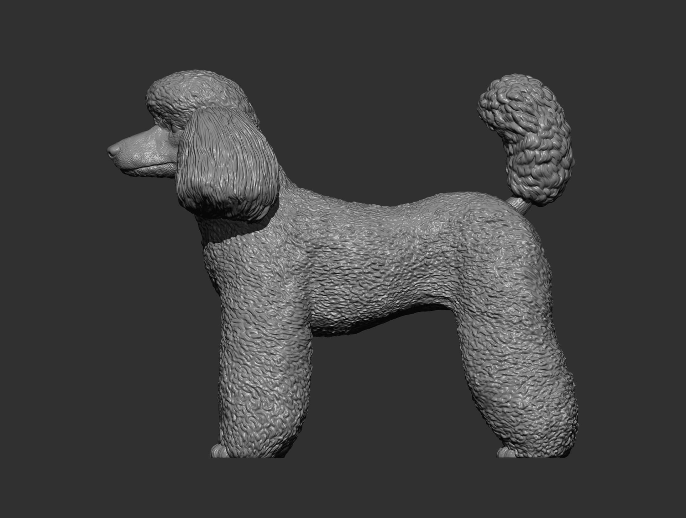 Toy Poodle 3D Print Model by Alexander3dart