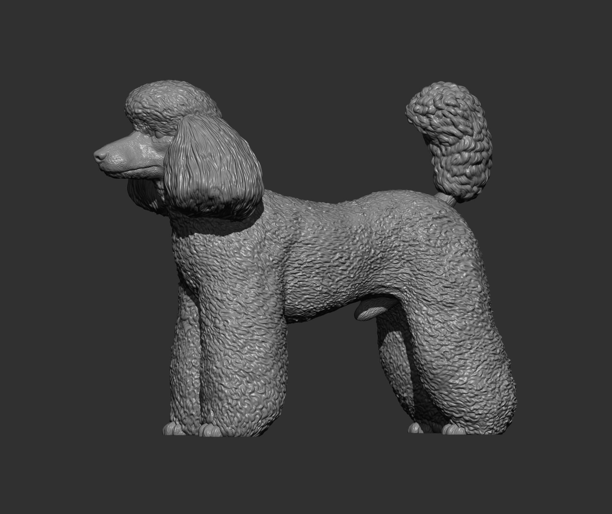 Toy Poodle 3D Print Model by Alexander3dart