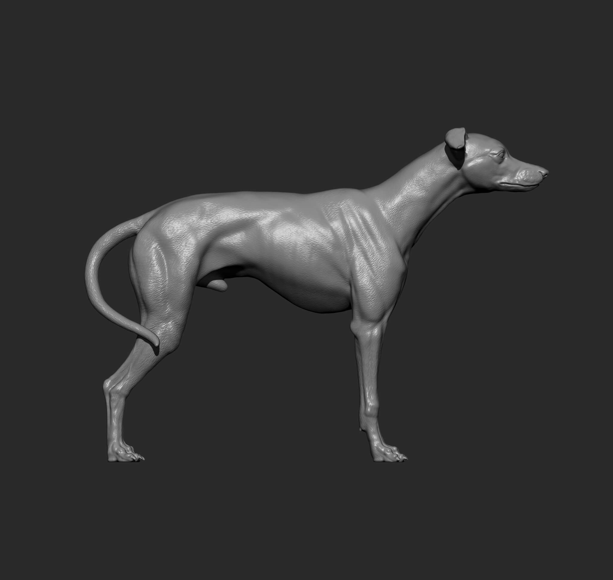 Whippet Sculpture - 3D Model by Alexander3dart